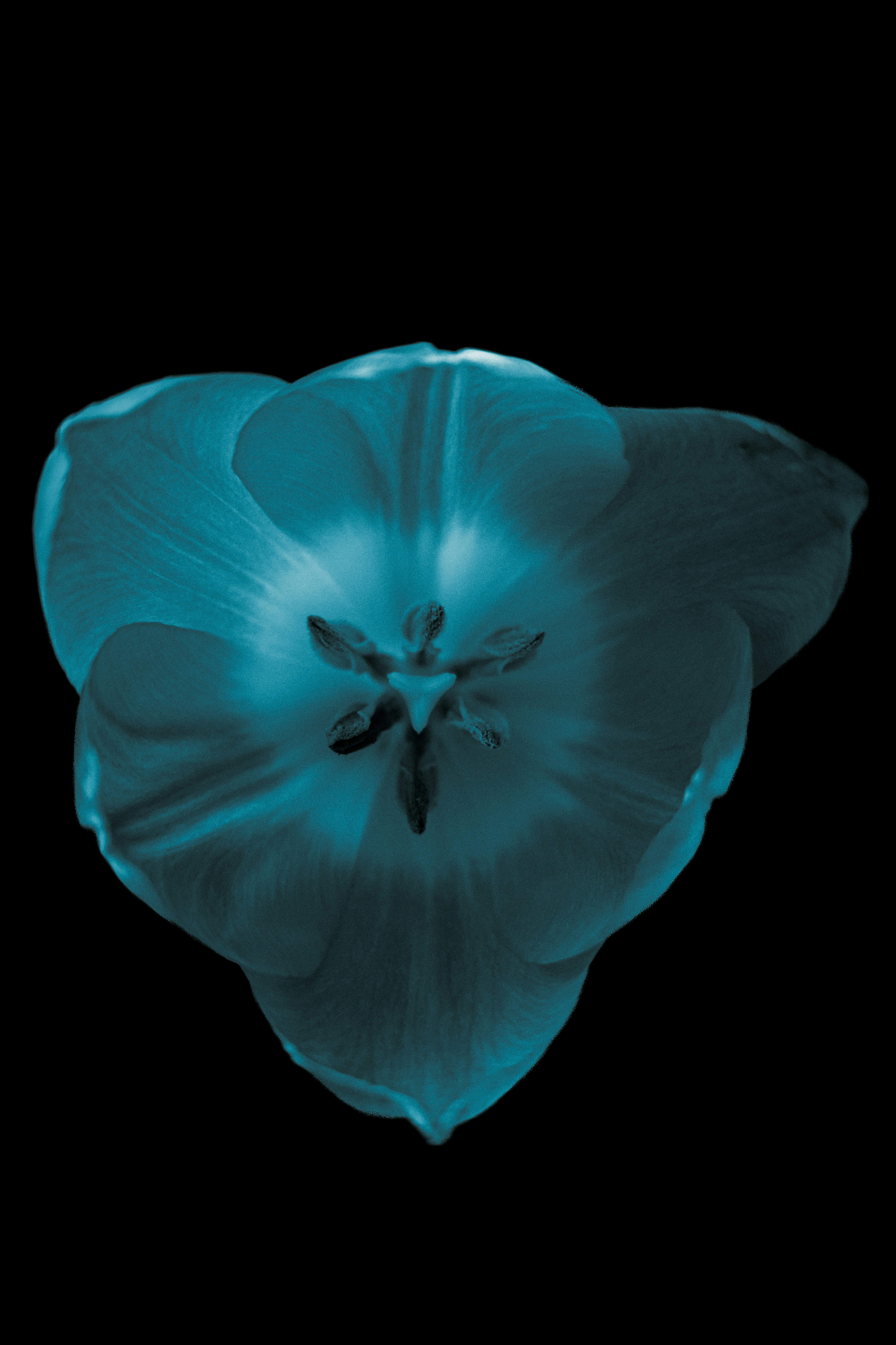 Translucent Bloom: A Cyan Tulip Against a Velvet Black