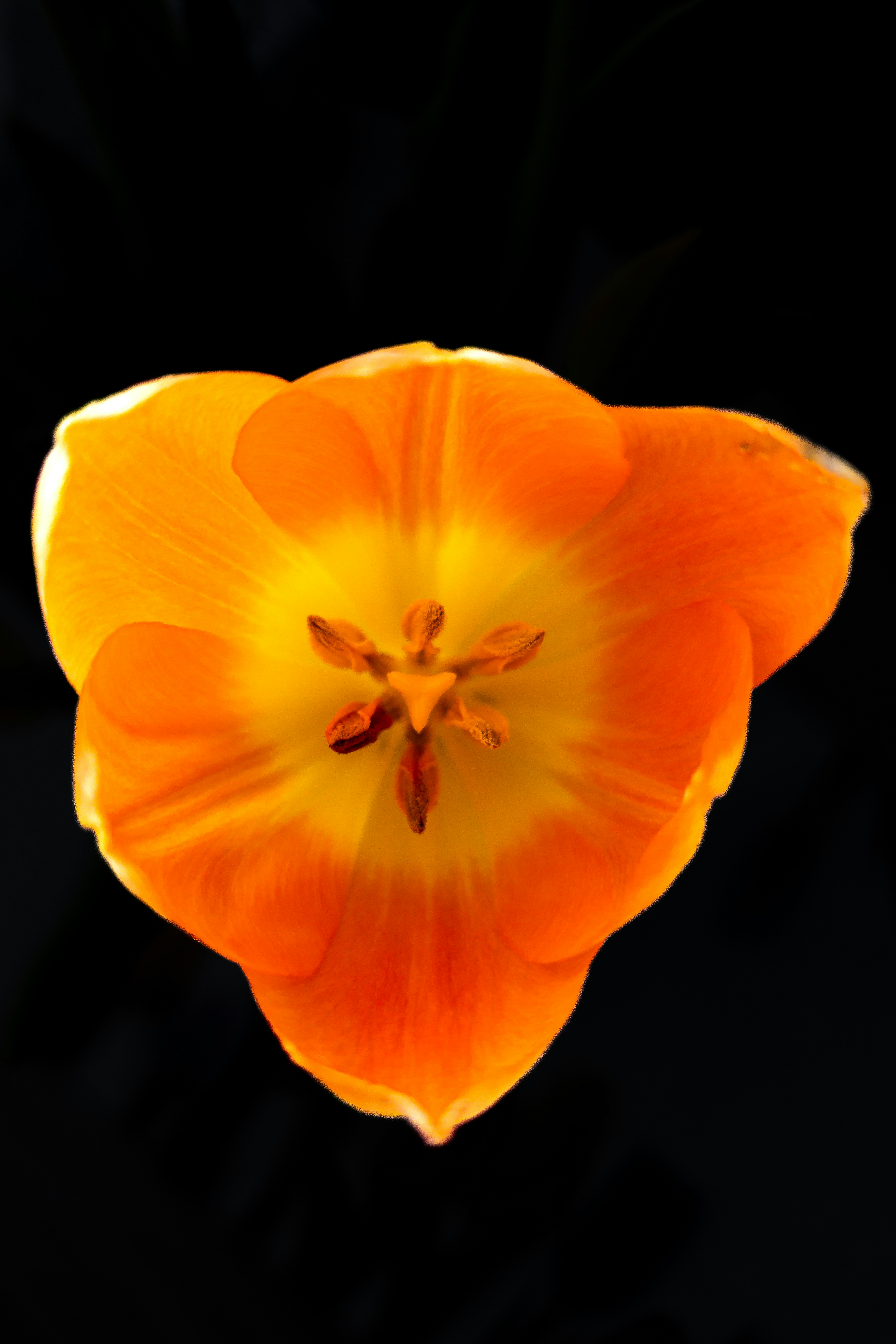 Orange Tulip Centerstage: A Bold Macro Bloom against Night