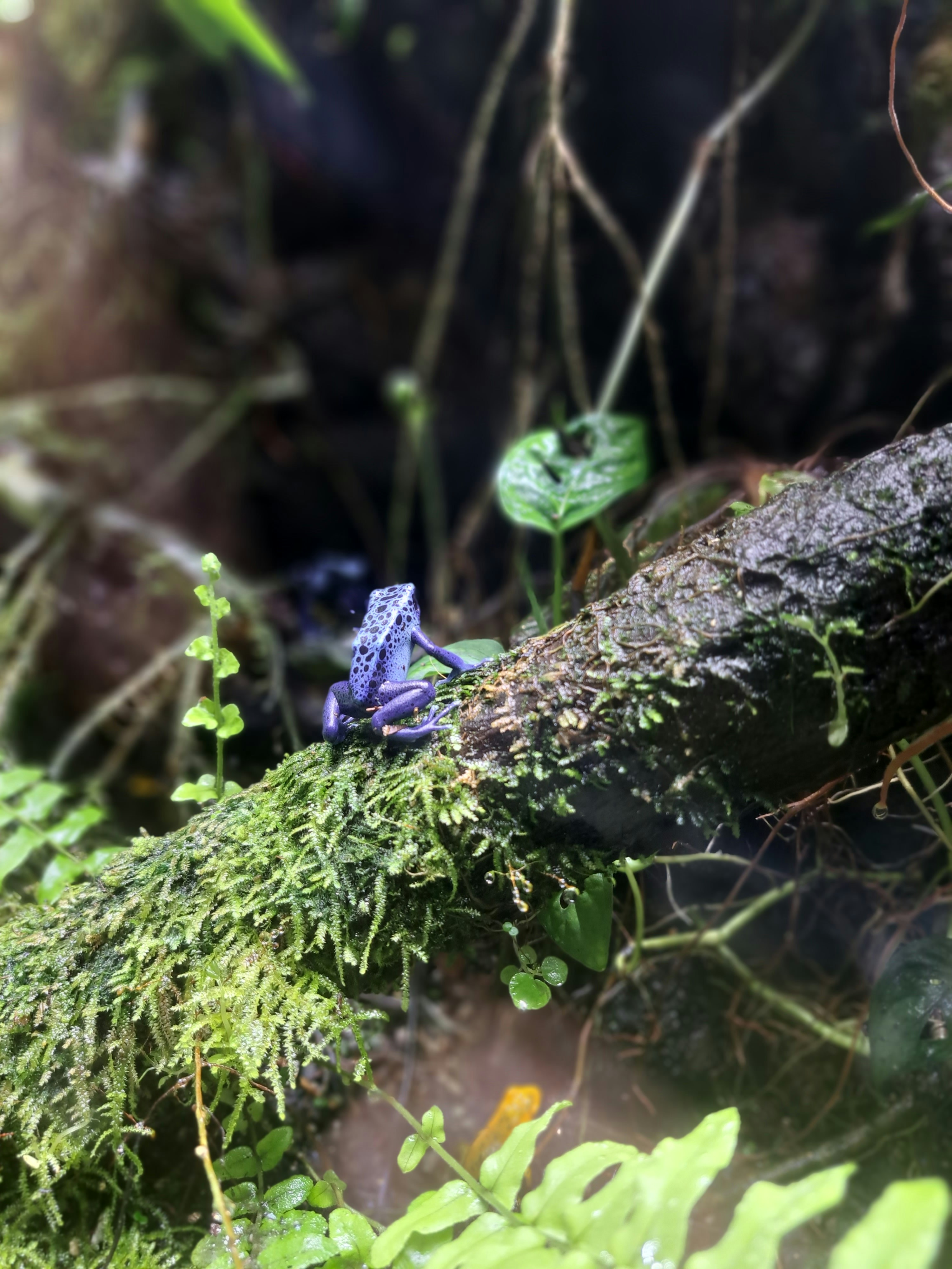 A vibrant purple frog sits on a mossy log amid a lush forest scene, with surrounding leaves and stems creating a soft depth of field. The image highlights the amphibian against natural textures.