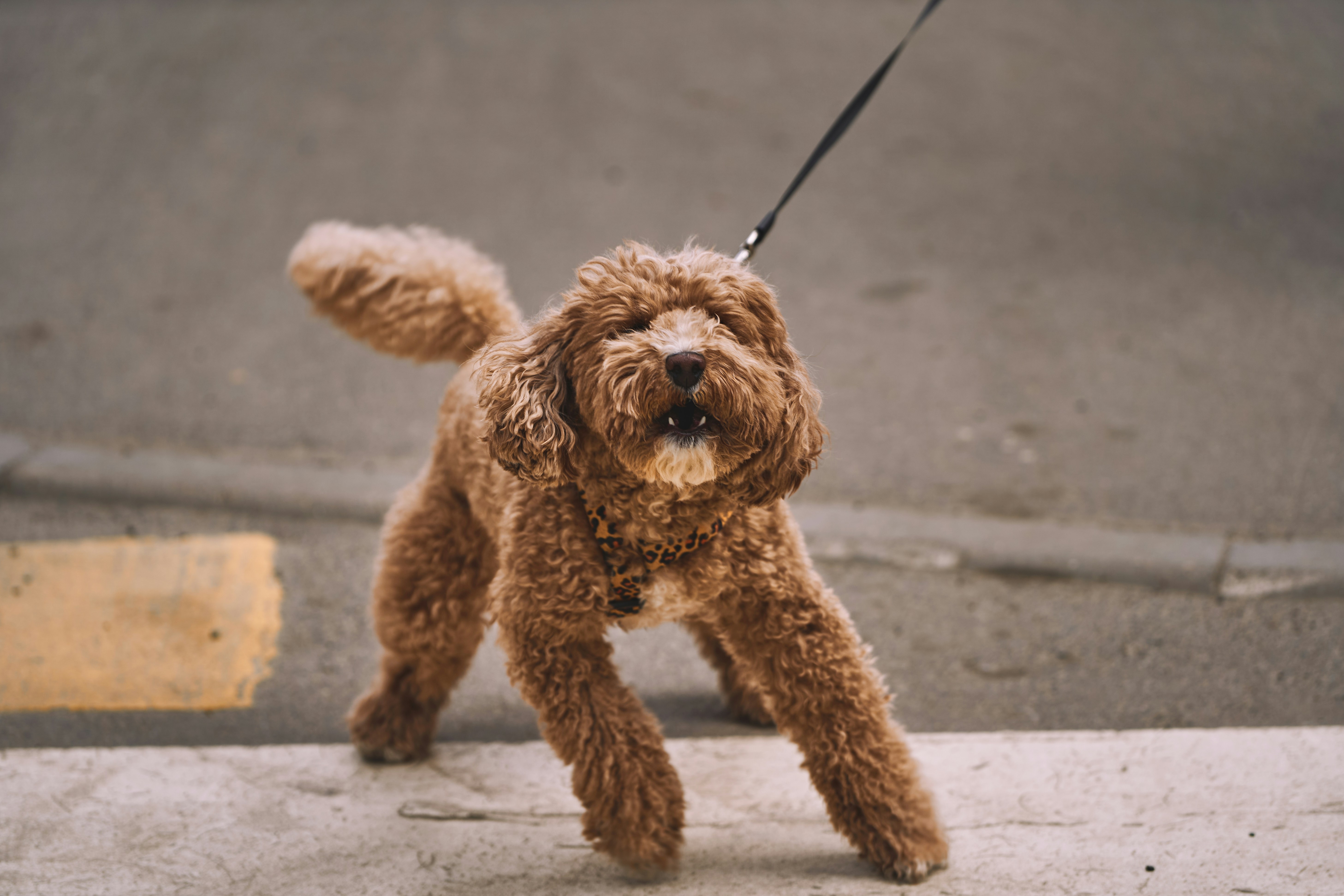 Energetic Toy Poodle Half-Tire Break on City Street
