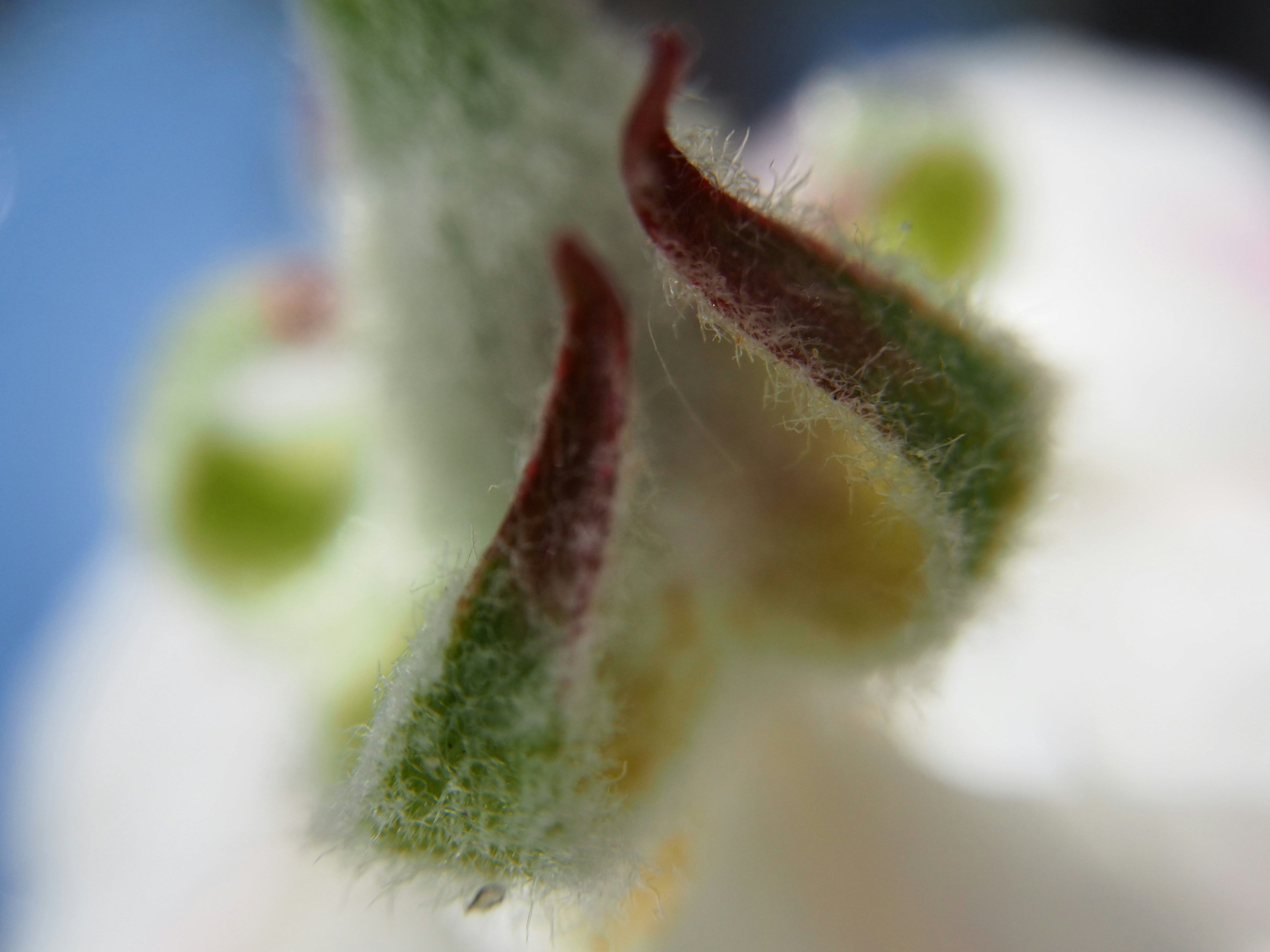 Soft Macro: Close-up of Fuzzy Plant Buds in Morning Light