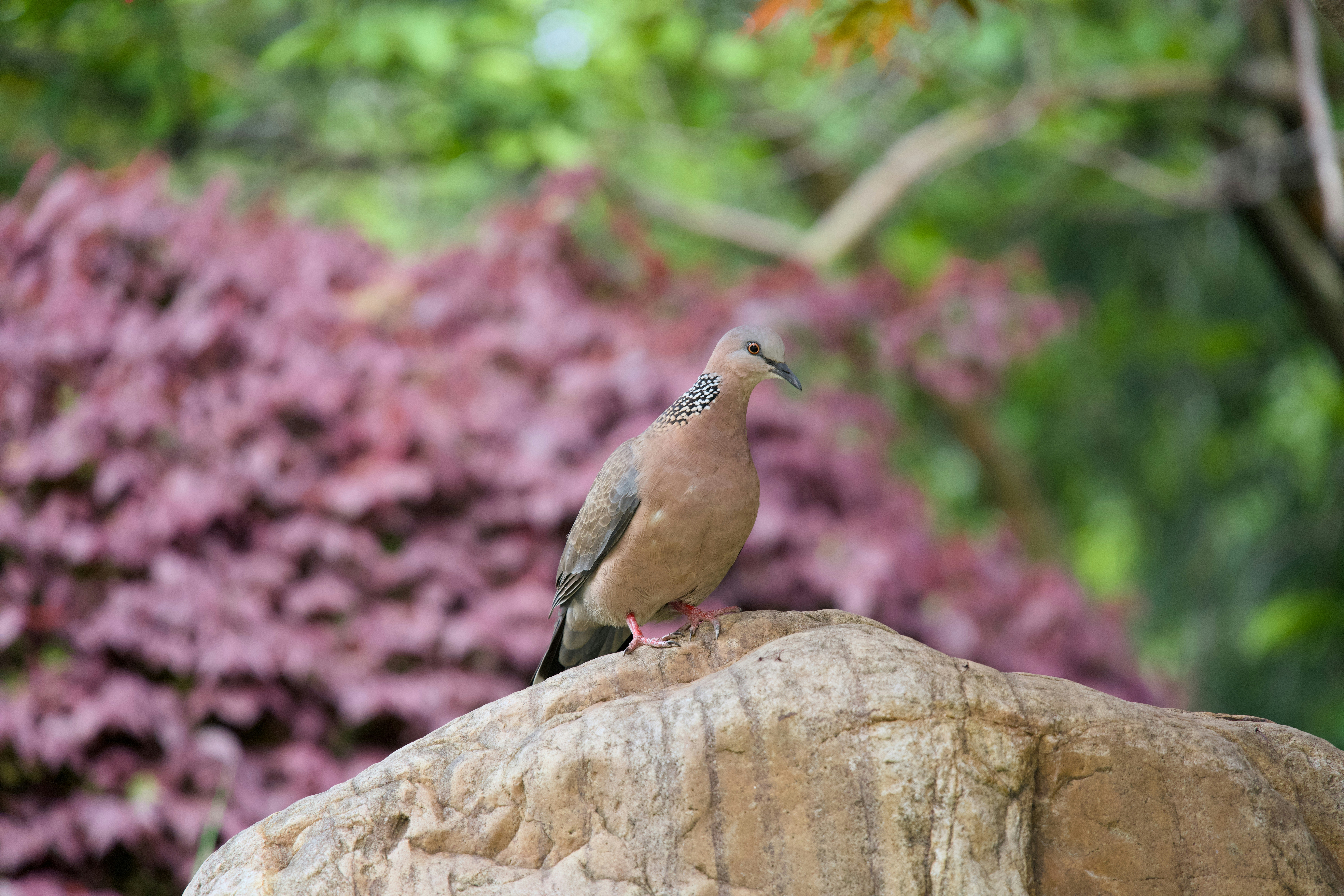 Pigeon Crowned on Stone: Quiet Portrait Amid Garden Blossoms
