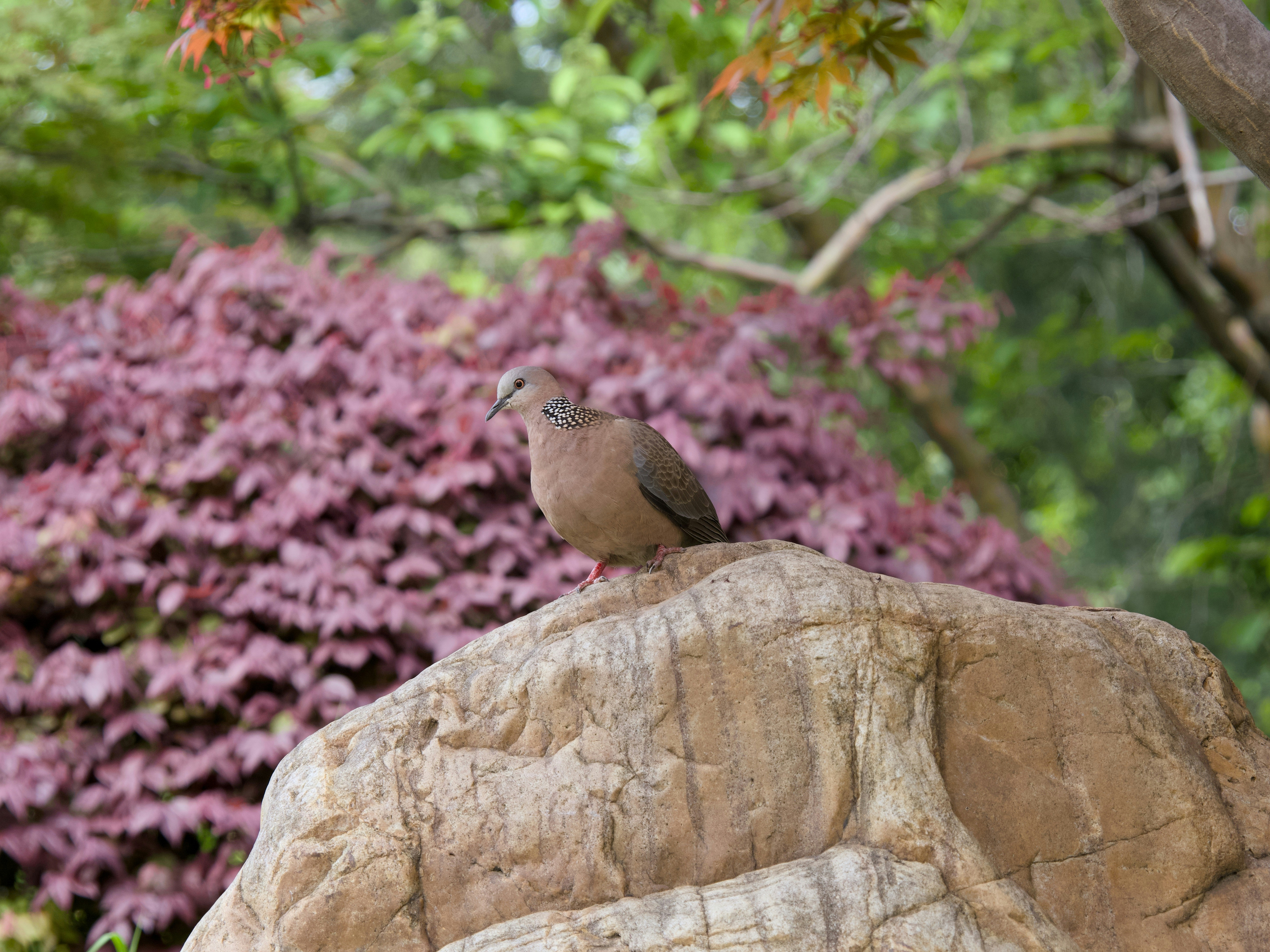 Perched on Weathered Stone: A Dappled Dove Amid Spring Foliage