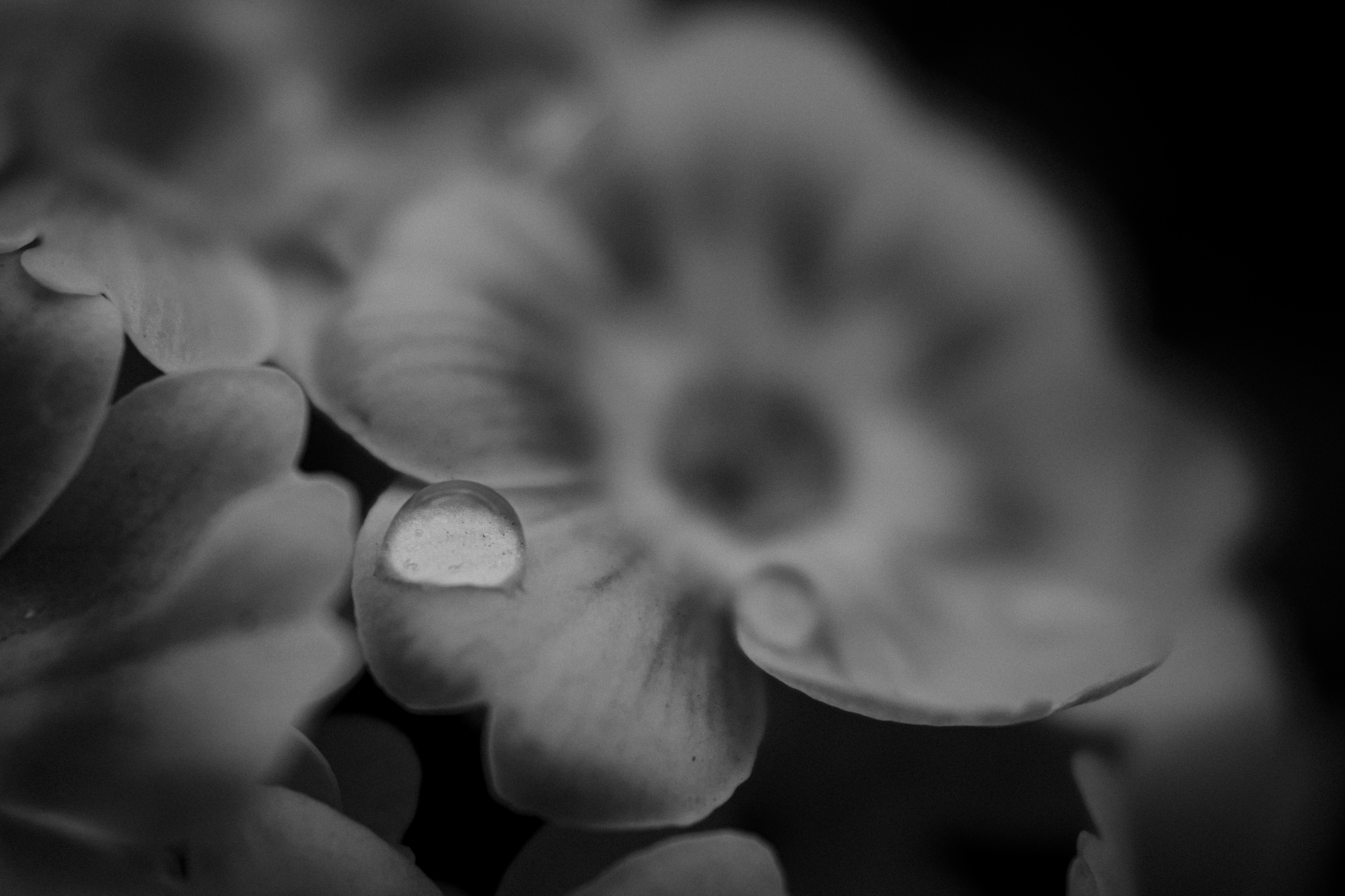 Petals in Quiet Blur: A Soft Black-and-White Close-up