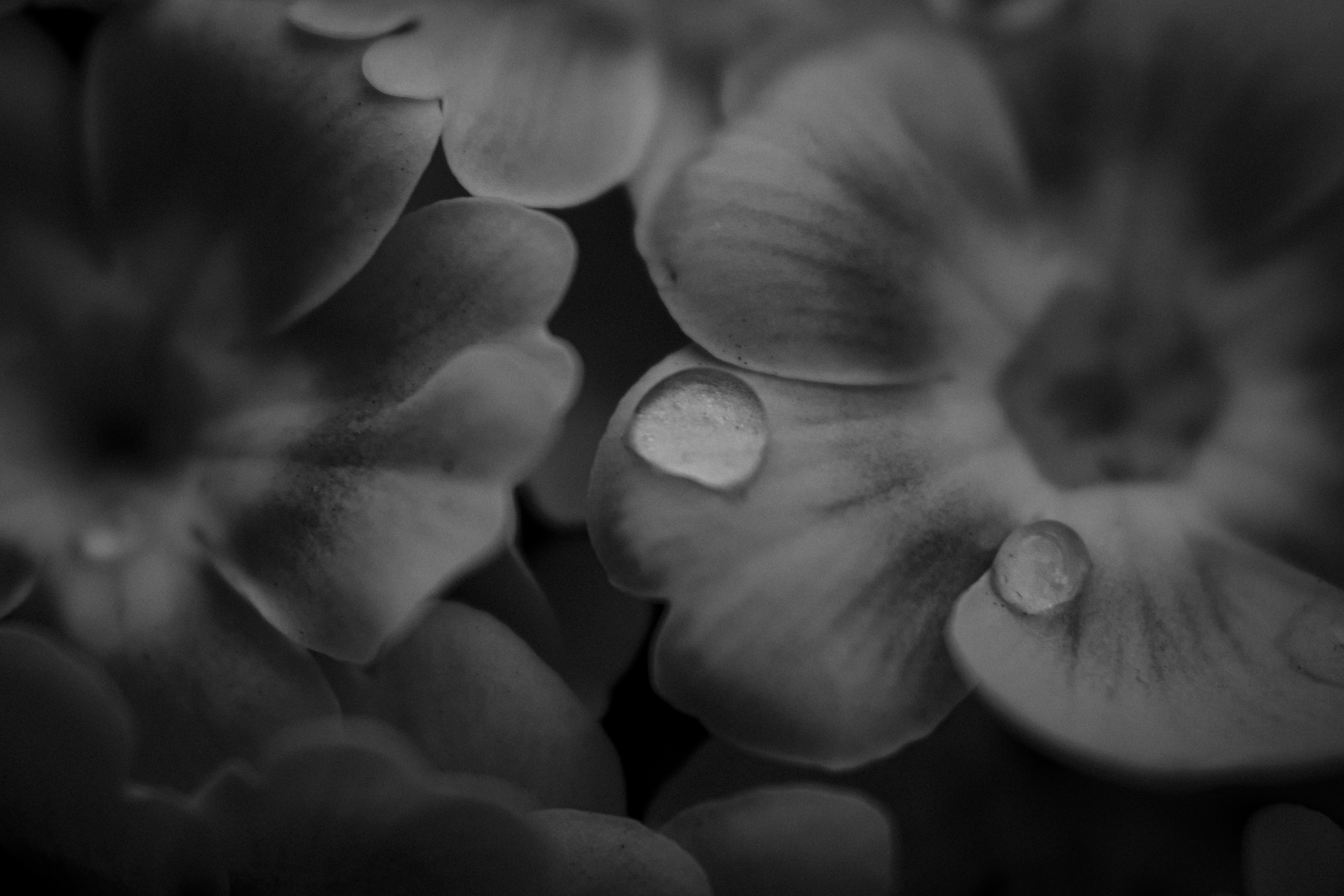 Veiled Petal Echoes in Mono