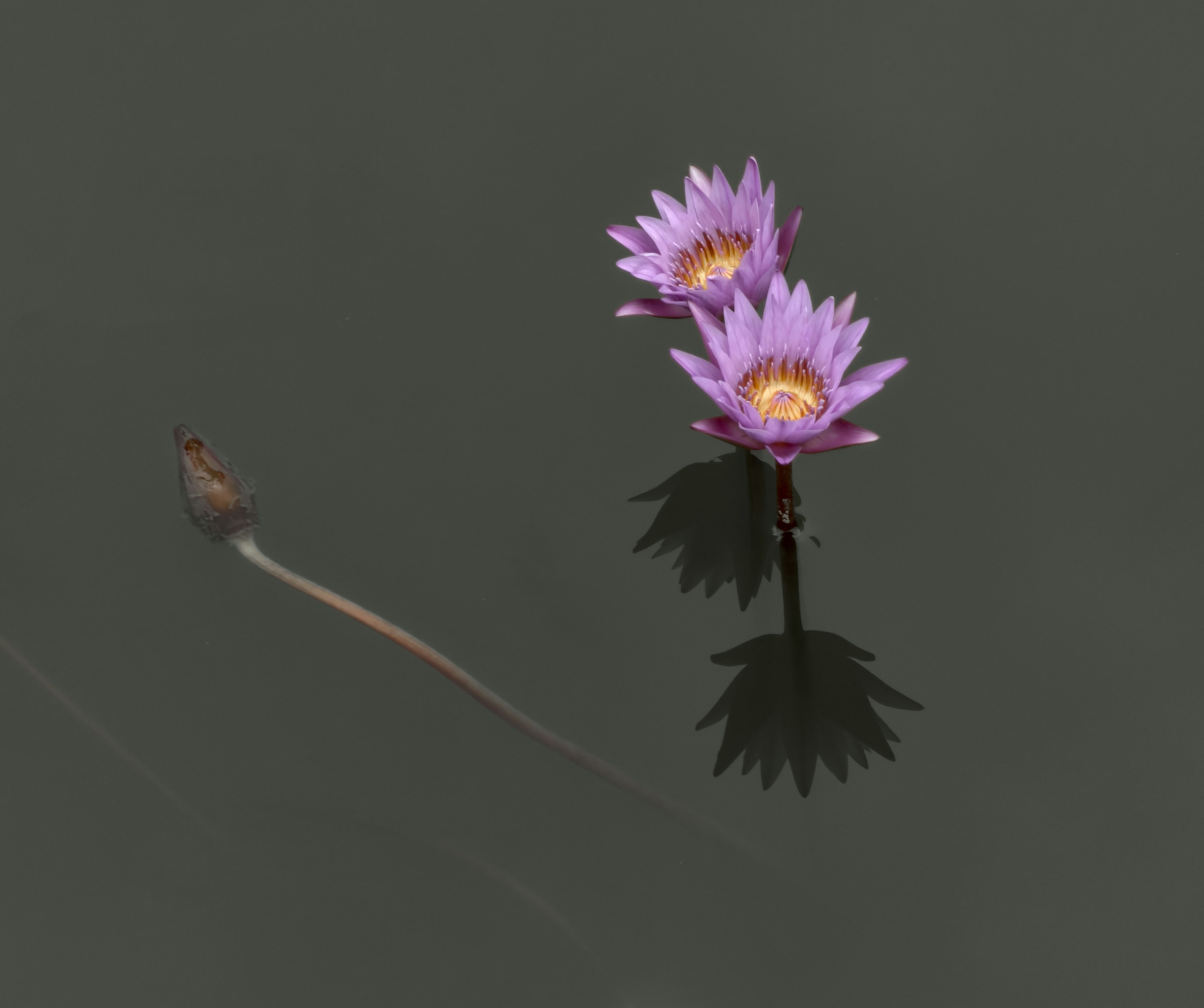 Lilac Bloom Above Still Water