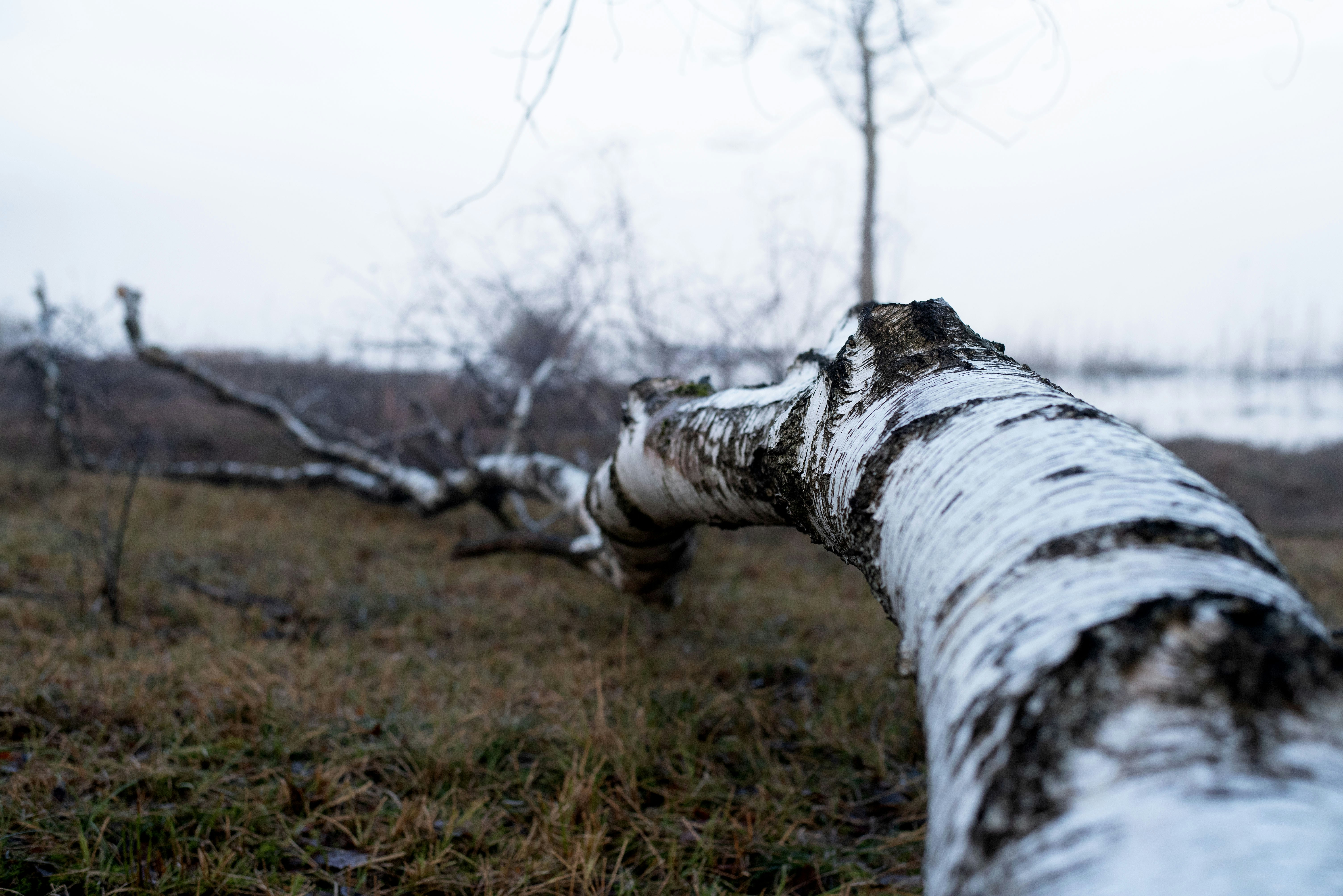 Birch Drum of the Floodplain: A Fallen Gnarled Trunk Reaches Toward the Horizon