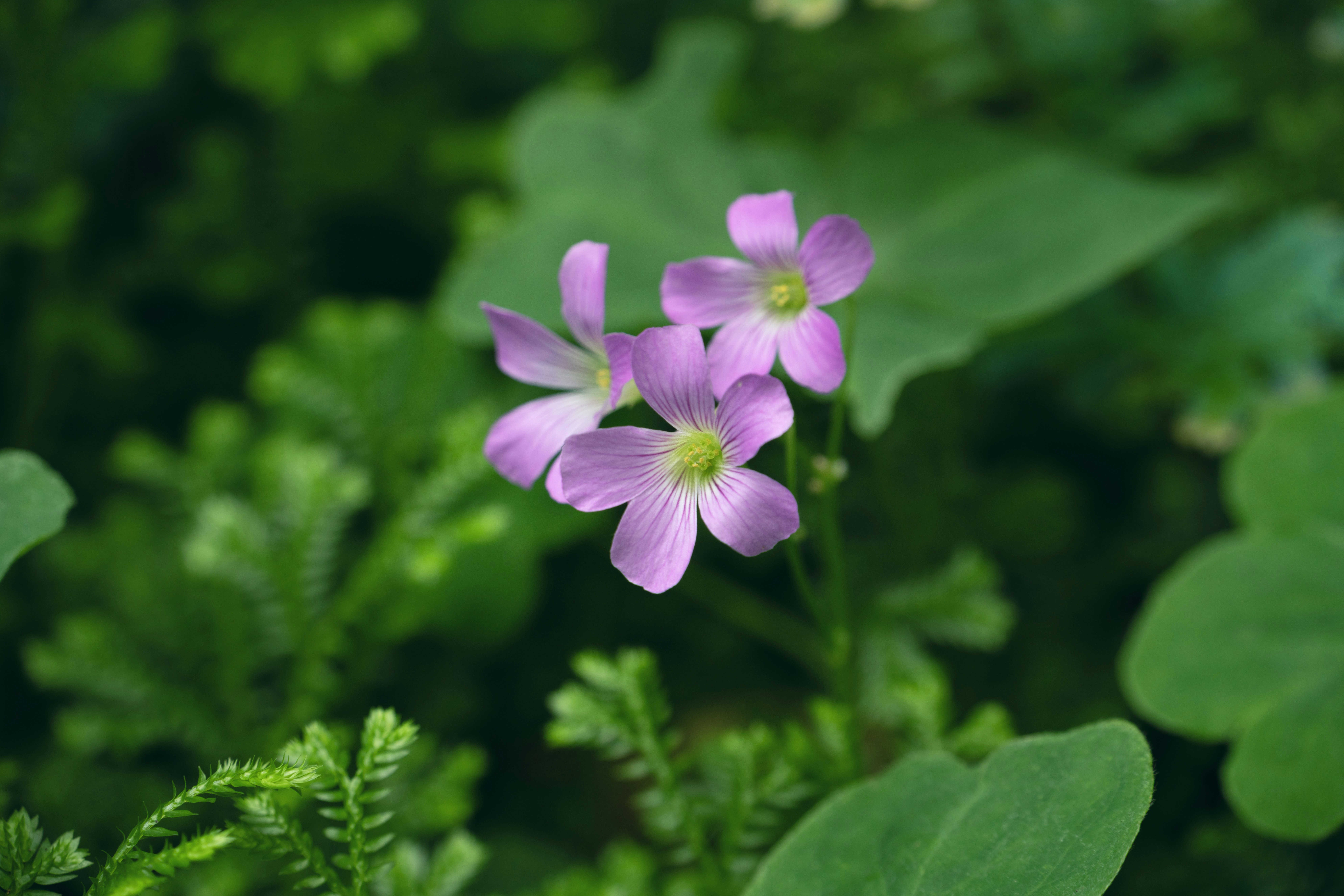 Petal Spotlight: A Trio of Pink Flowers Amid Green Canopy