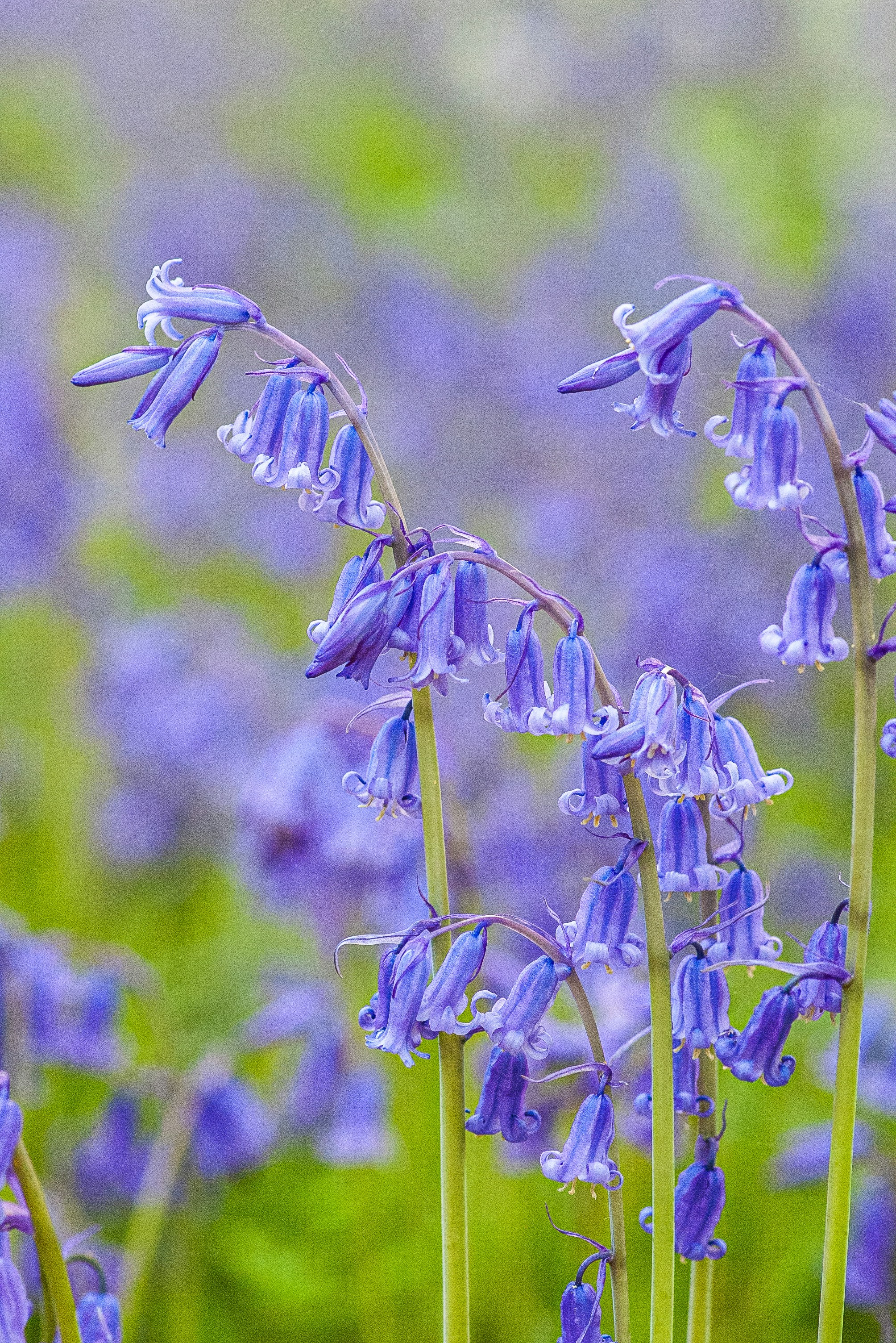 Violet Bells in a Quiet Meadow