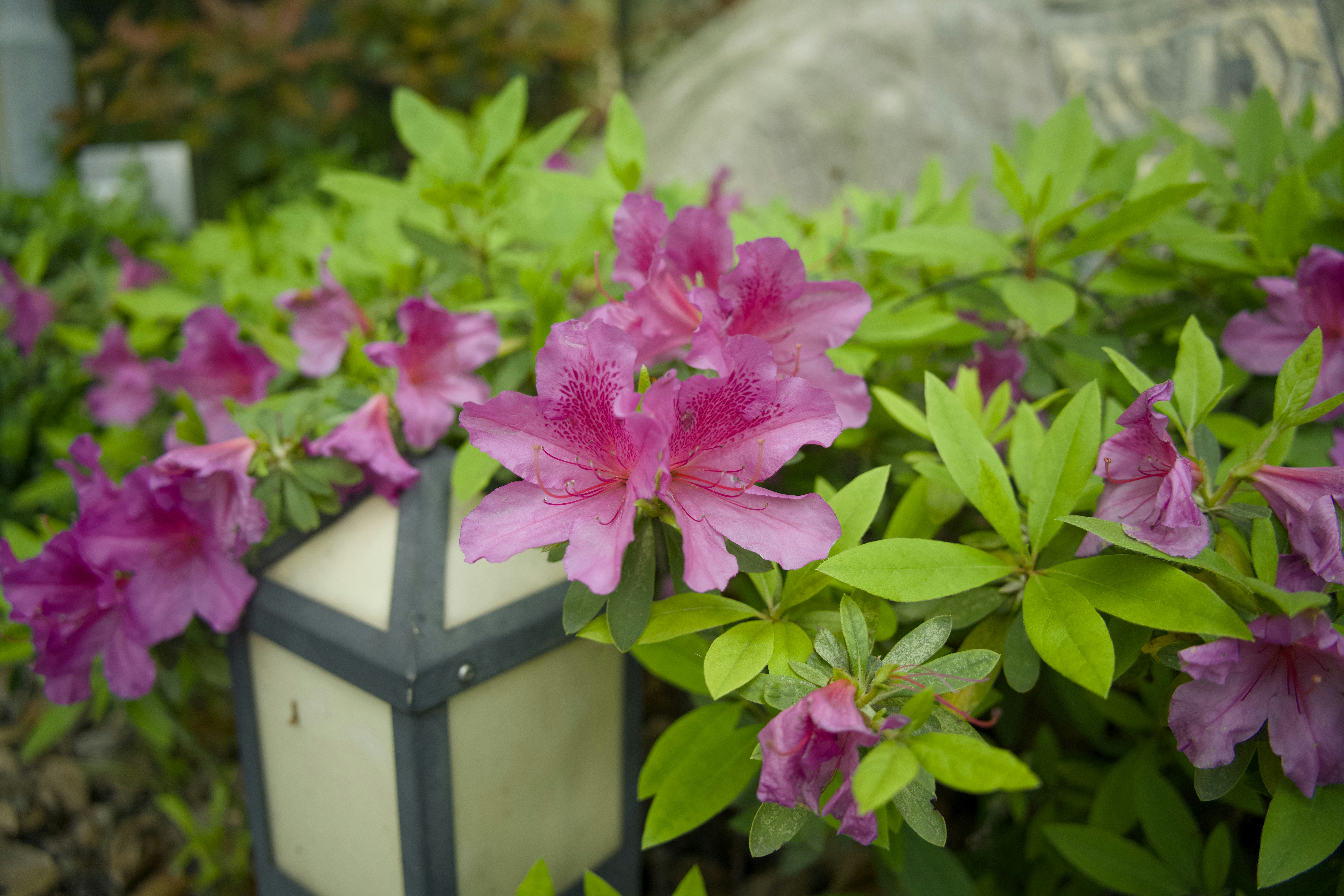 Vivid Azalea Lantern Border in Bloom