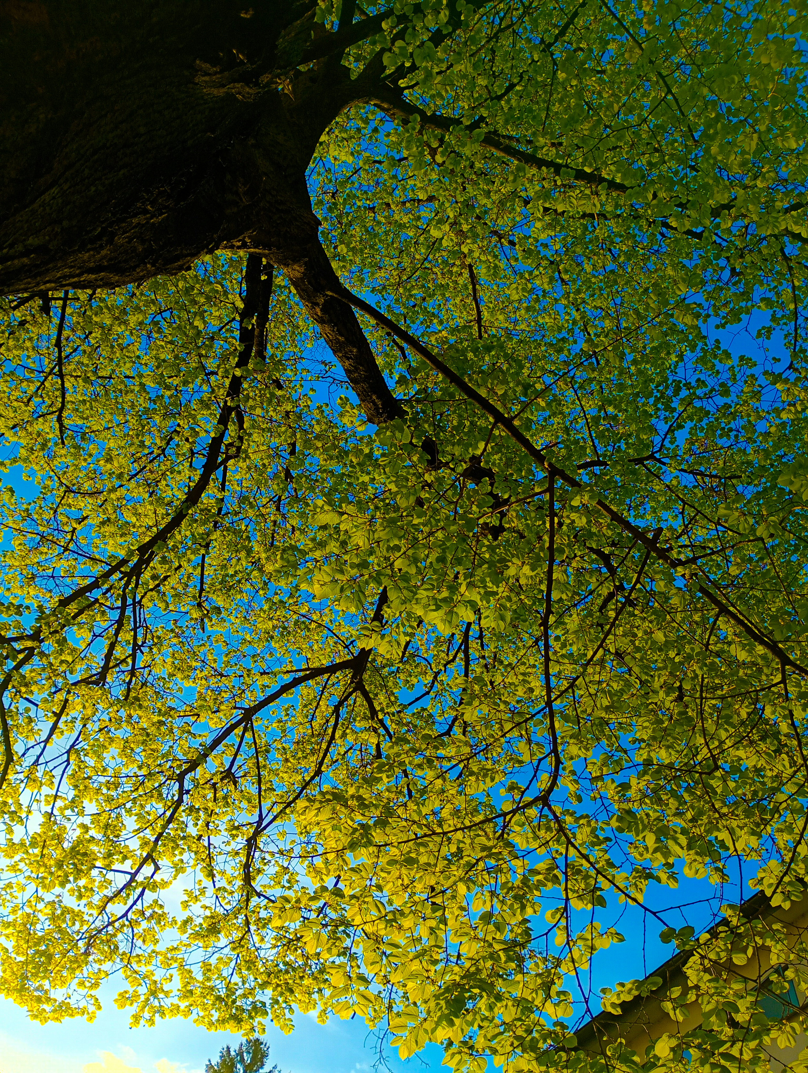 Canopy of Spring: Golden Leaves Against a Clear Blue Sky