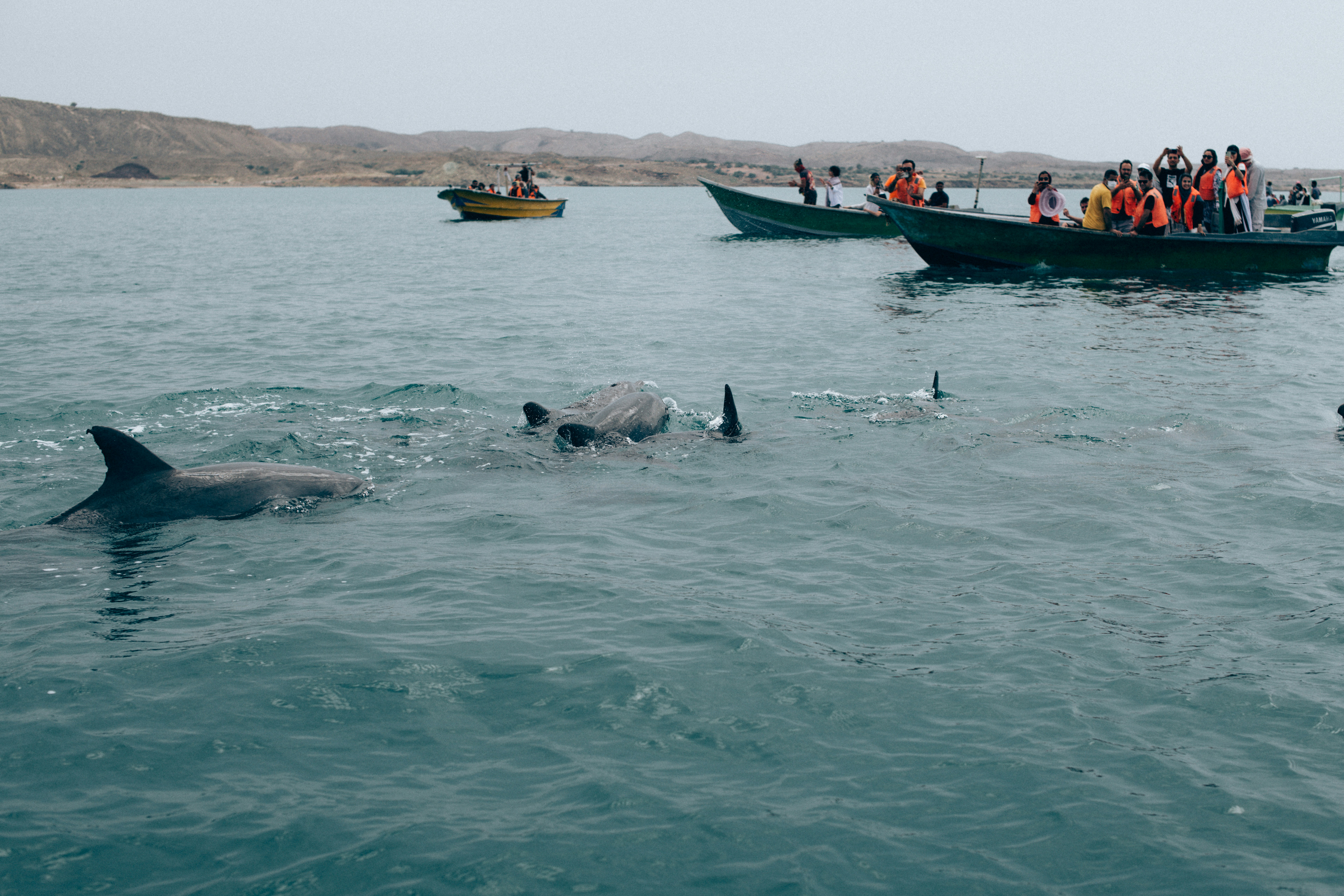 Orcas at the Surface: A Brief Harbor Encounter