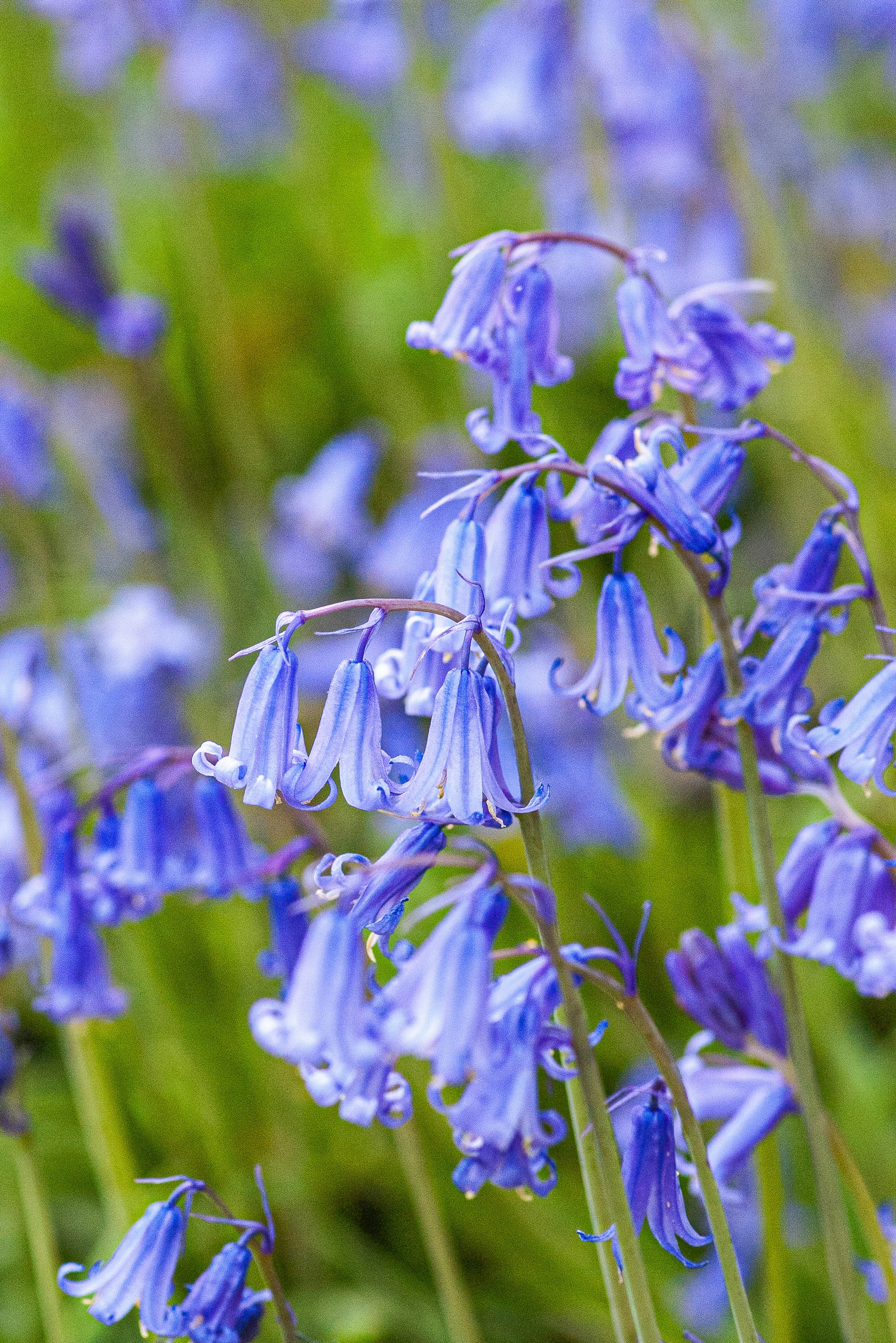 Bluebells in a Dreamlike Glade