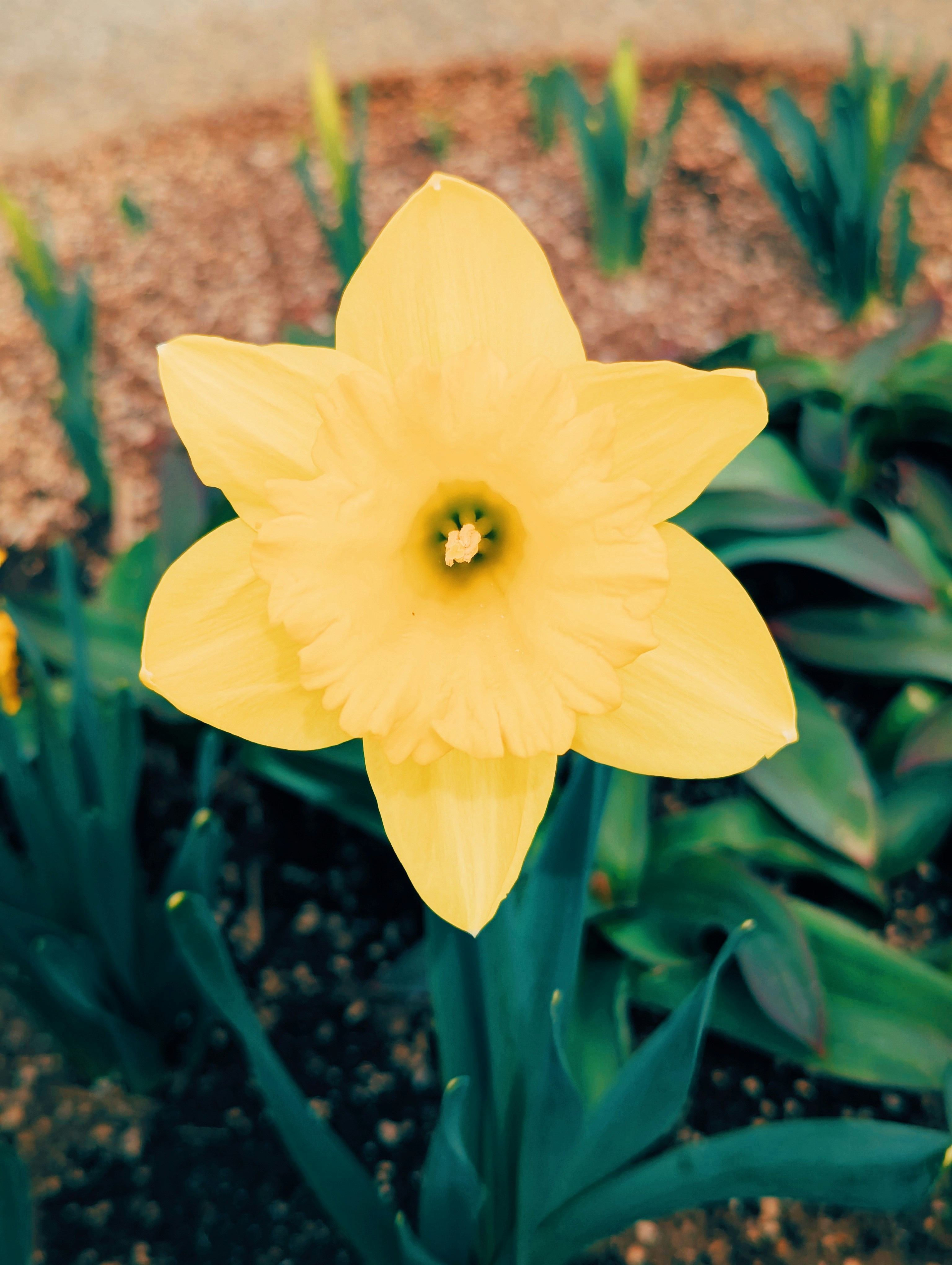 Yellow Narcissus Emerges: A Close-Up of Spring’s First Light