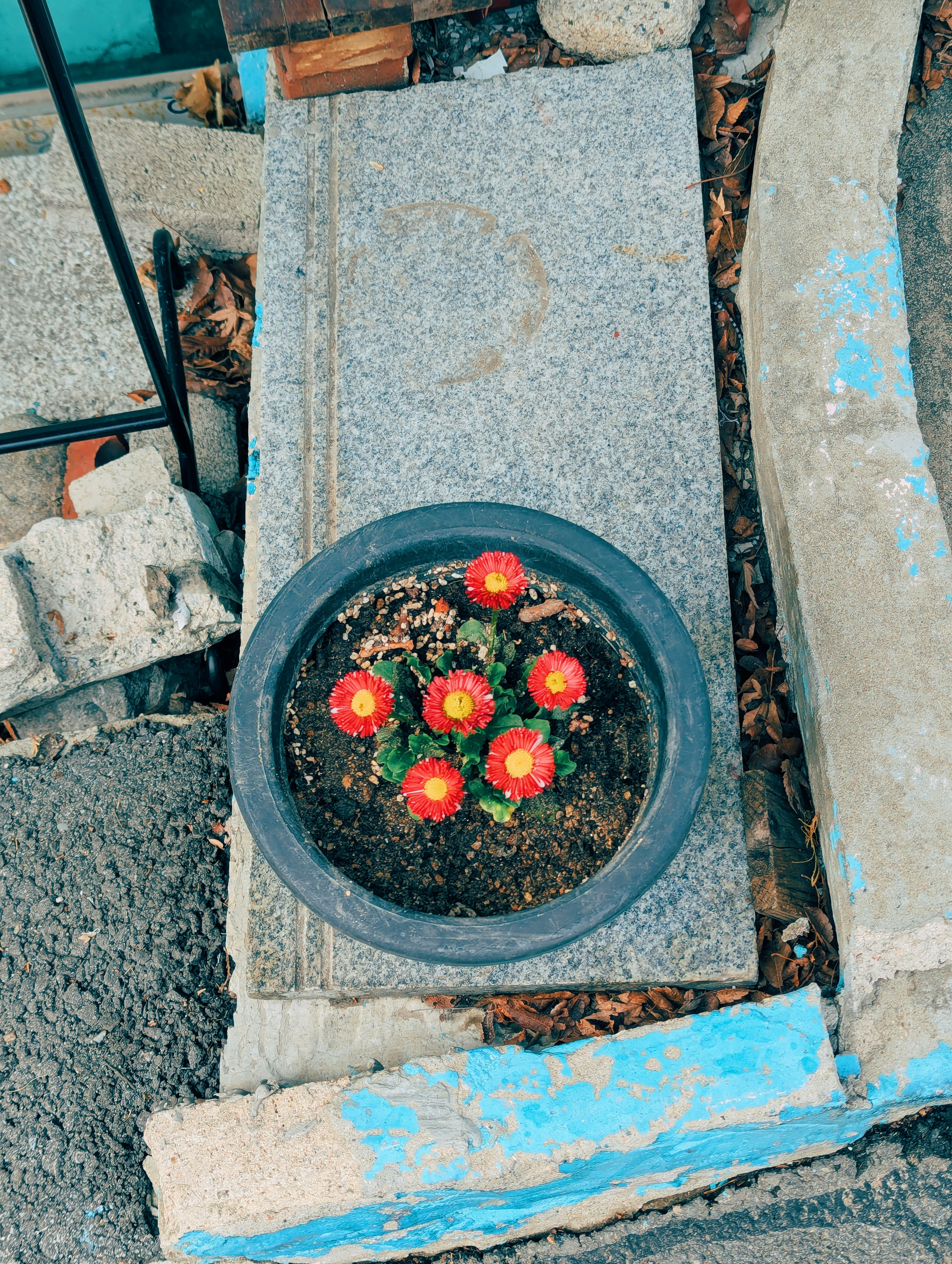 Red Suns in a Tiny Terrace: A Potted Bloom Amid Concrete Steps