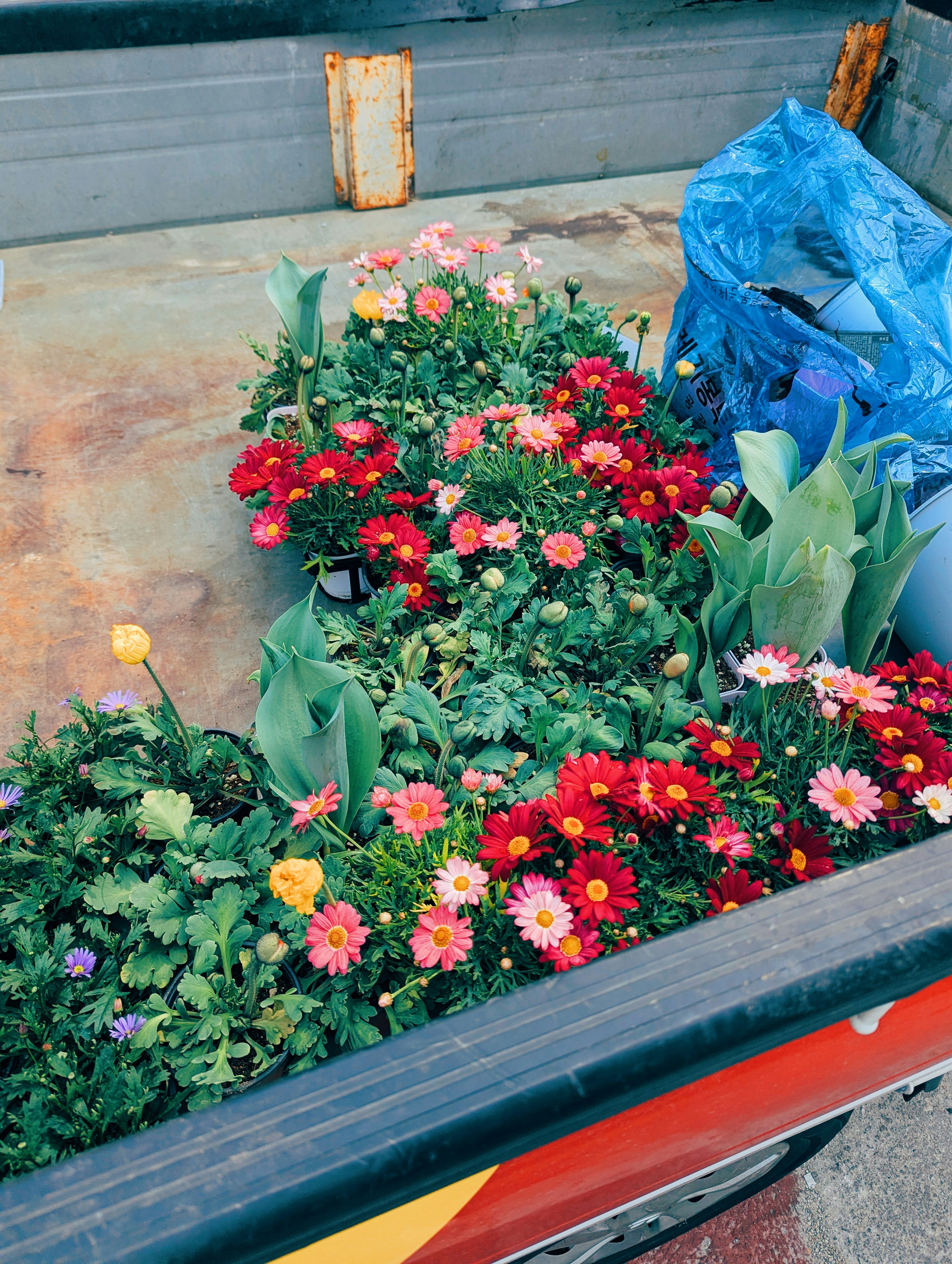 Colorful Garden Treasures in a Truck Bed