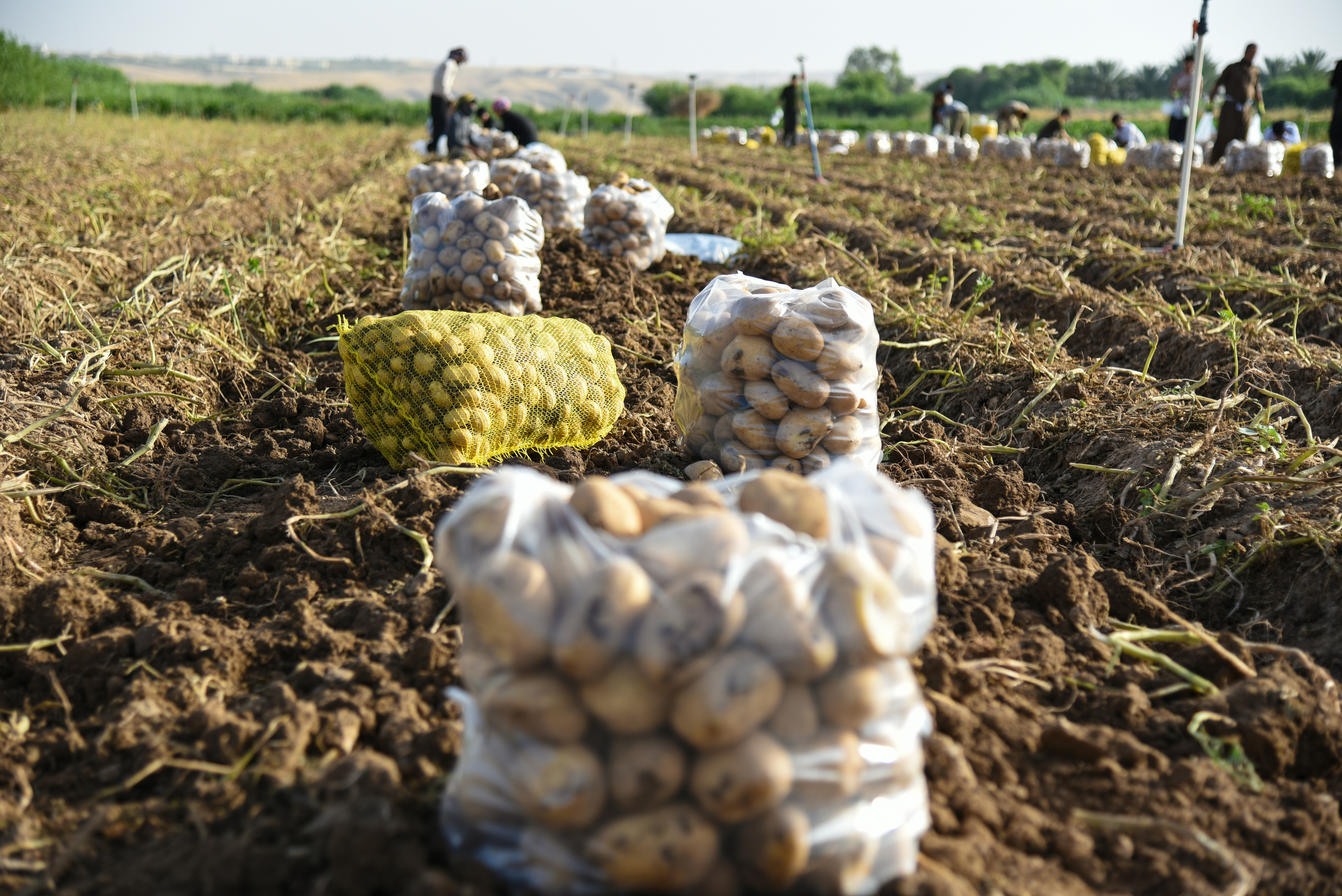Bags of Harvest on Furrowed Earth Under a Wide Farm Sky