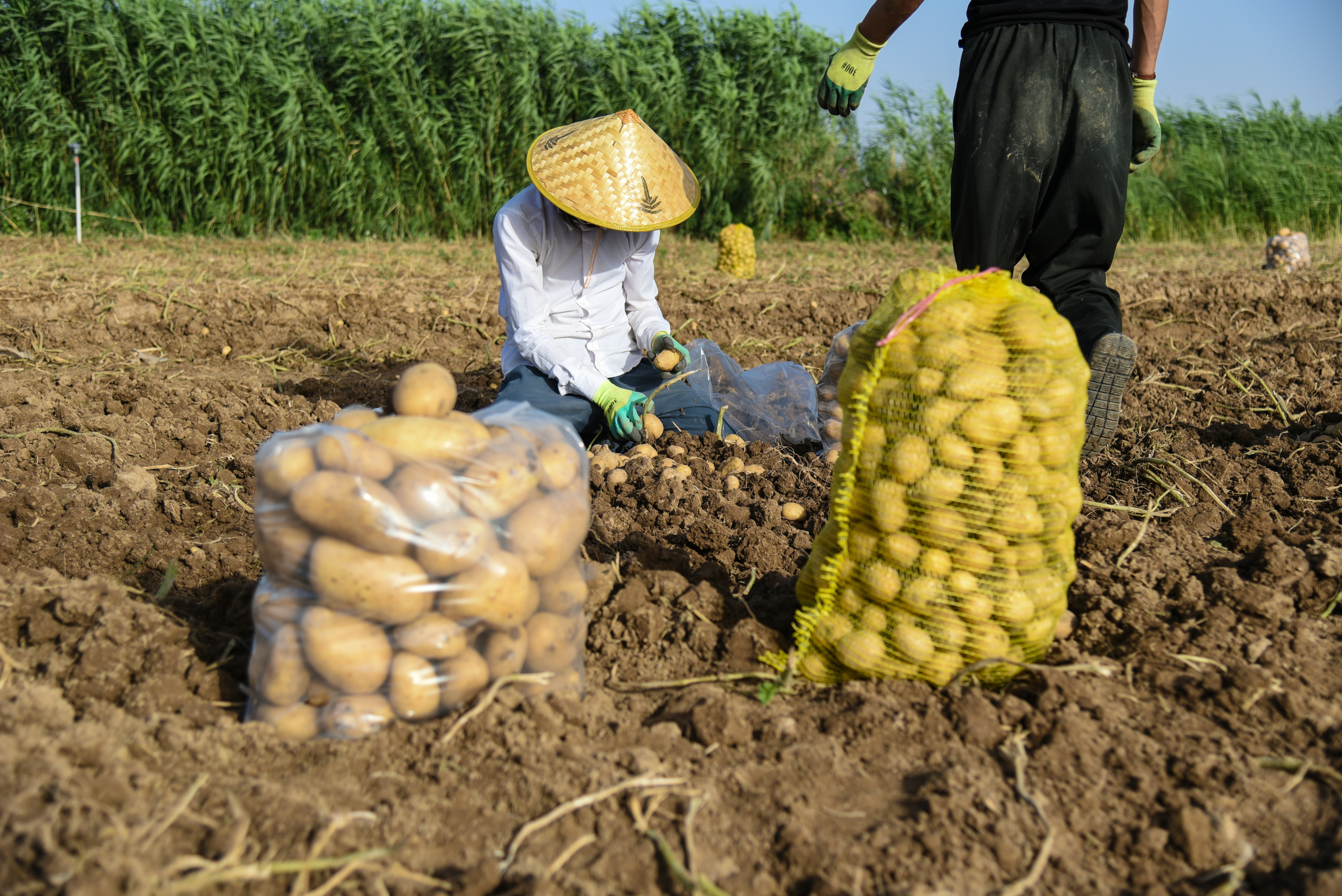 Harvesters at Dusk: Two Bags of Potatoes and a Worker in the Field