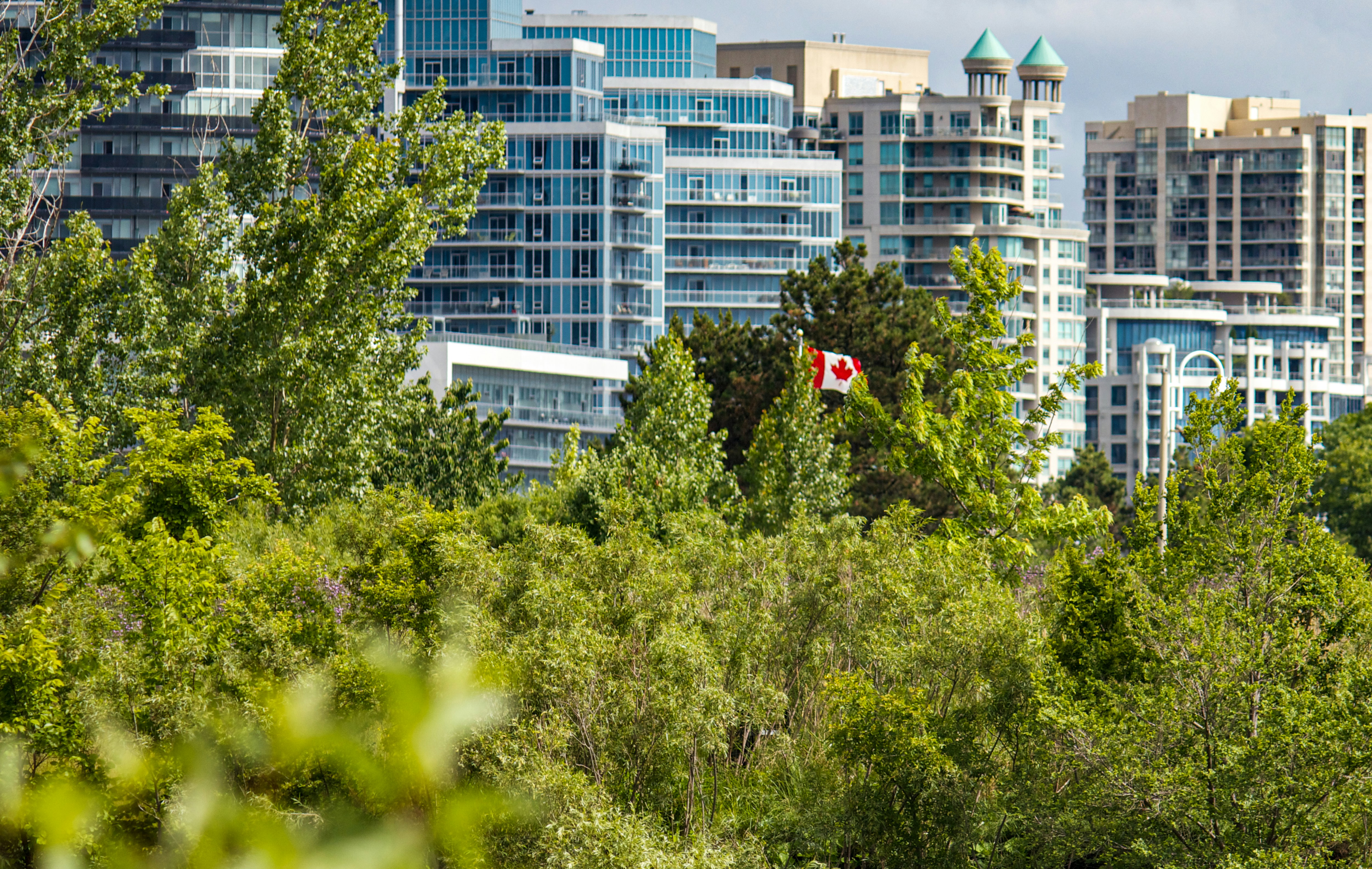 Urban Dunes: Cityscape Rising Above Green Canopy
