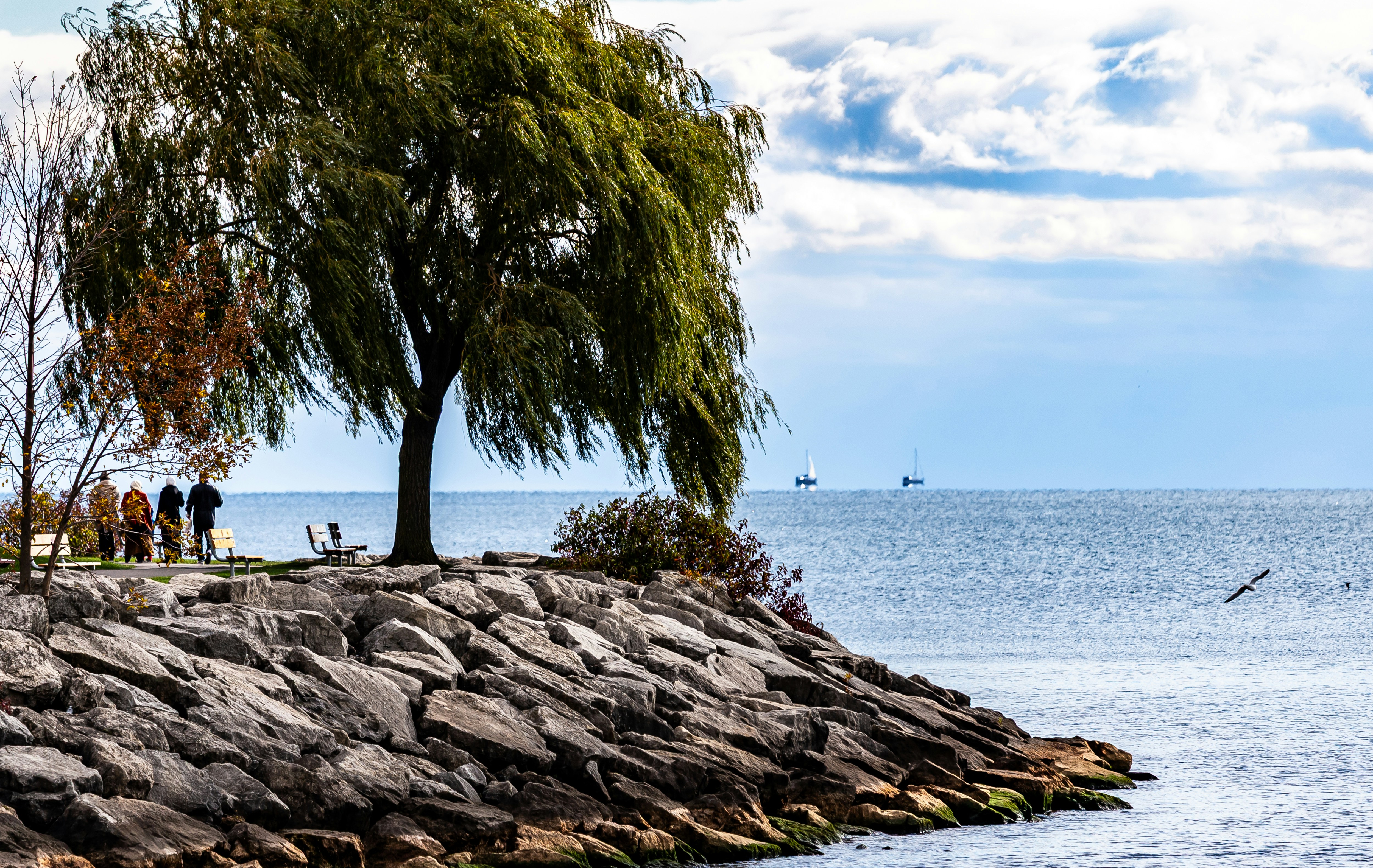 Willow by the Breakwater: A Quiet Seaside Gathering