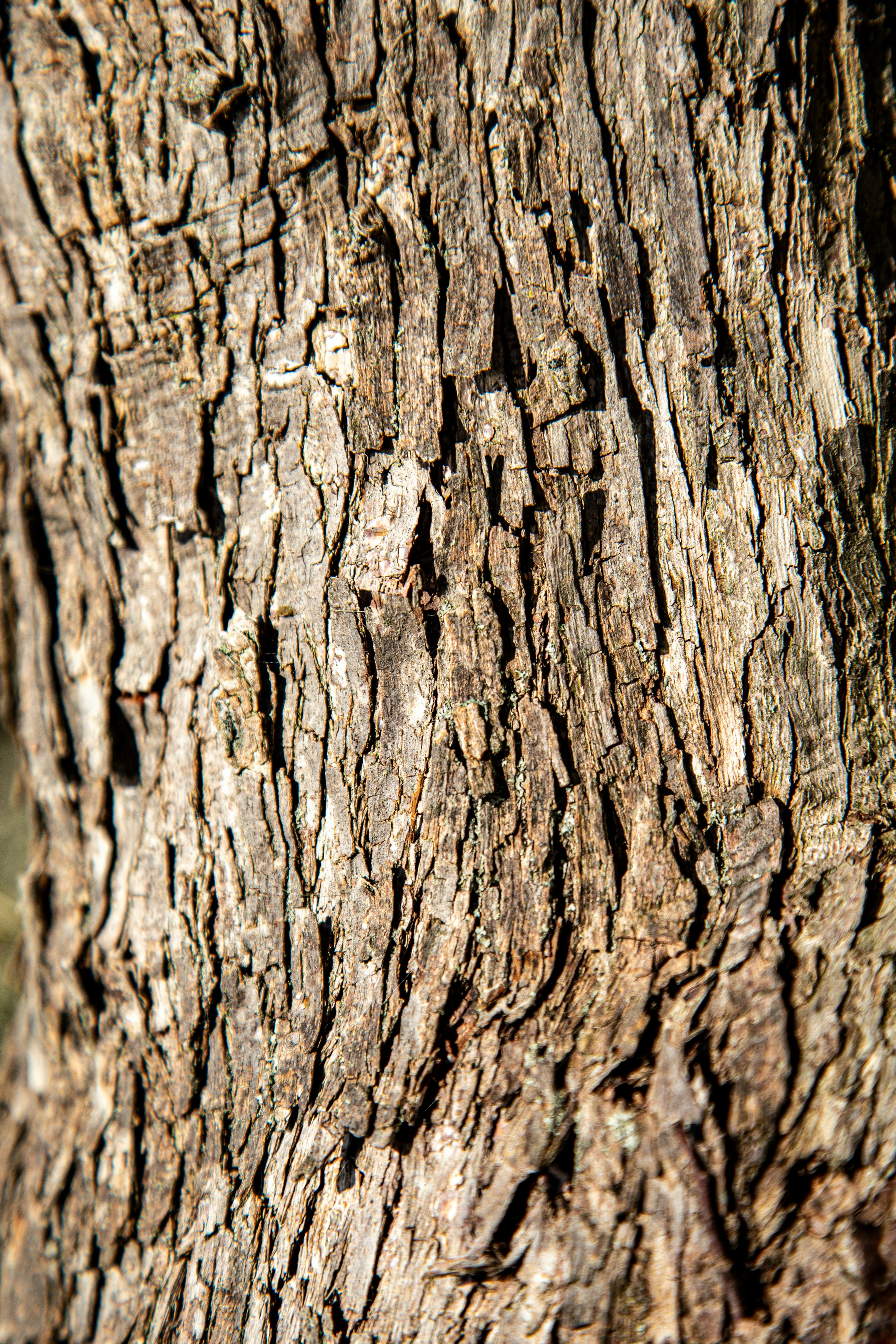Rugged Bark: Texture and Time in Close-Up