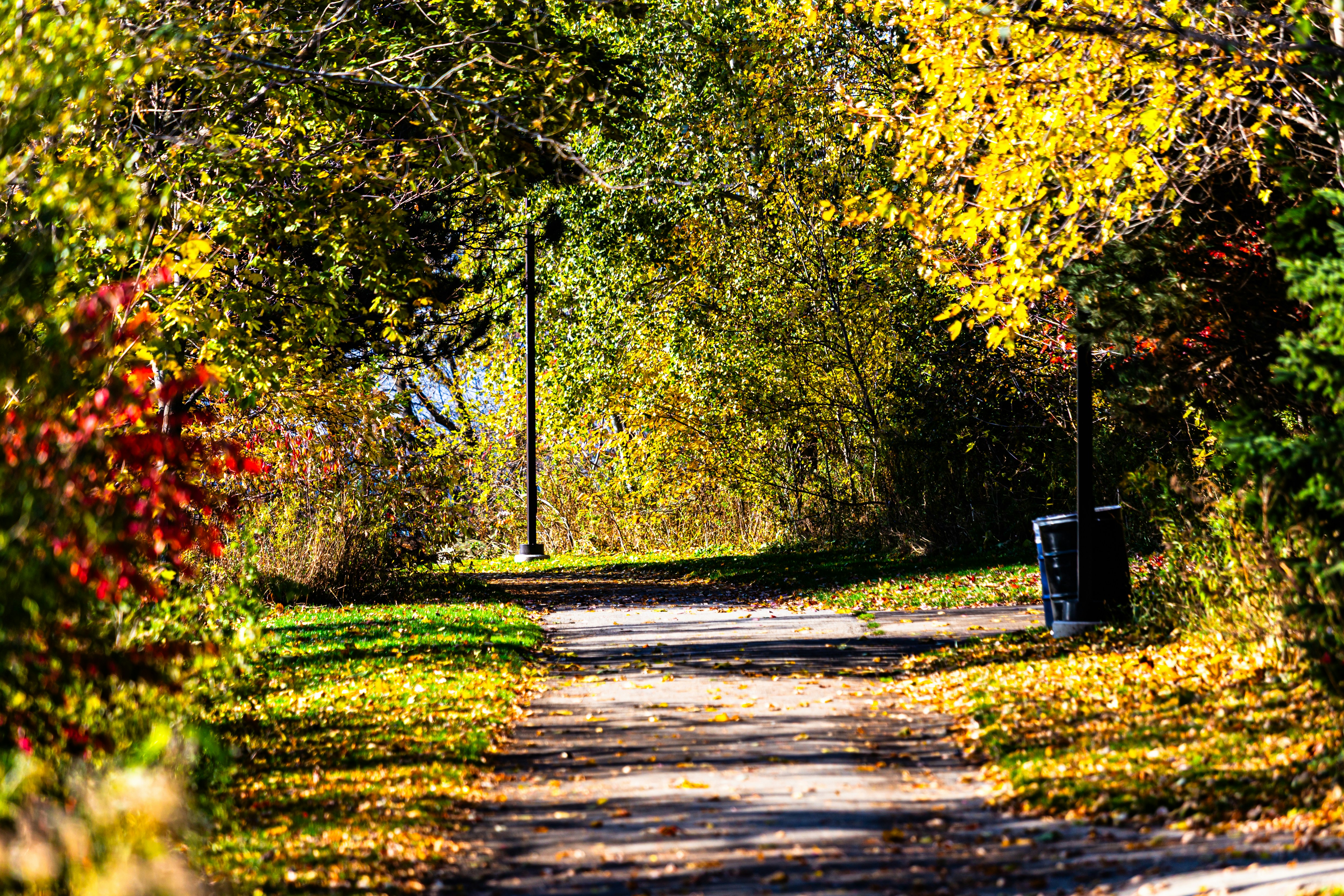 Autumn Pathway: A Quiet Corridor of Falling Leaves