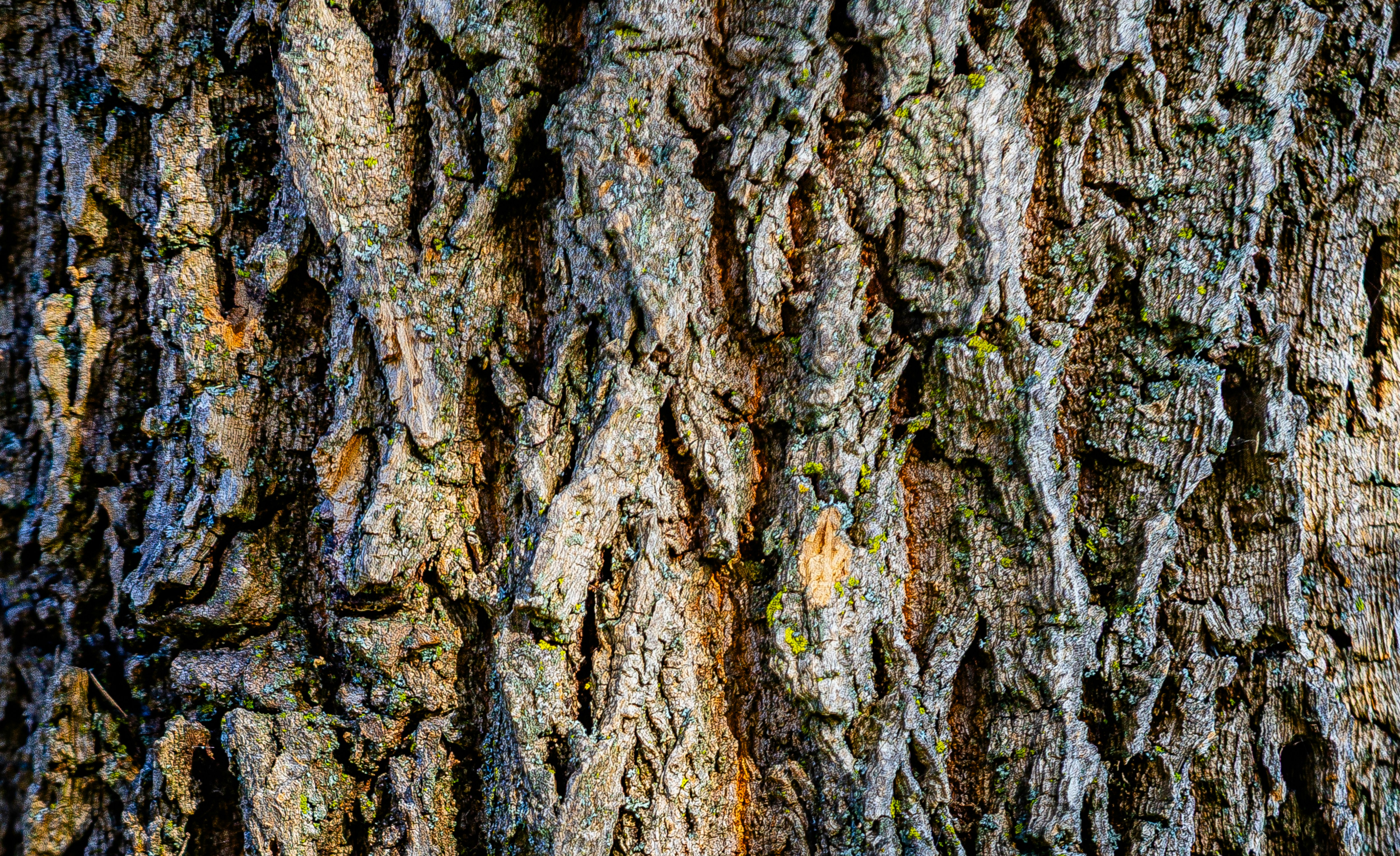 Textured Bark: An Unbroken Study of Tree Armor