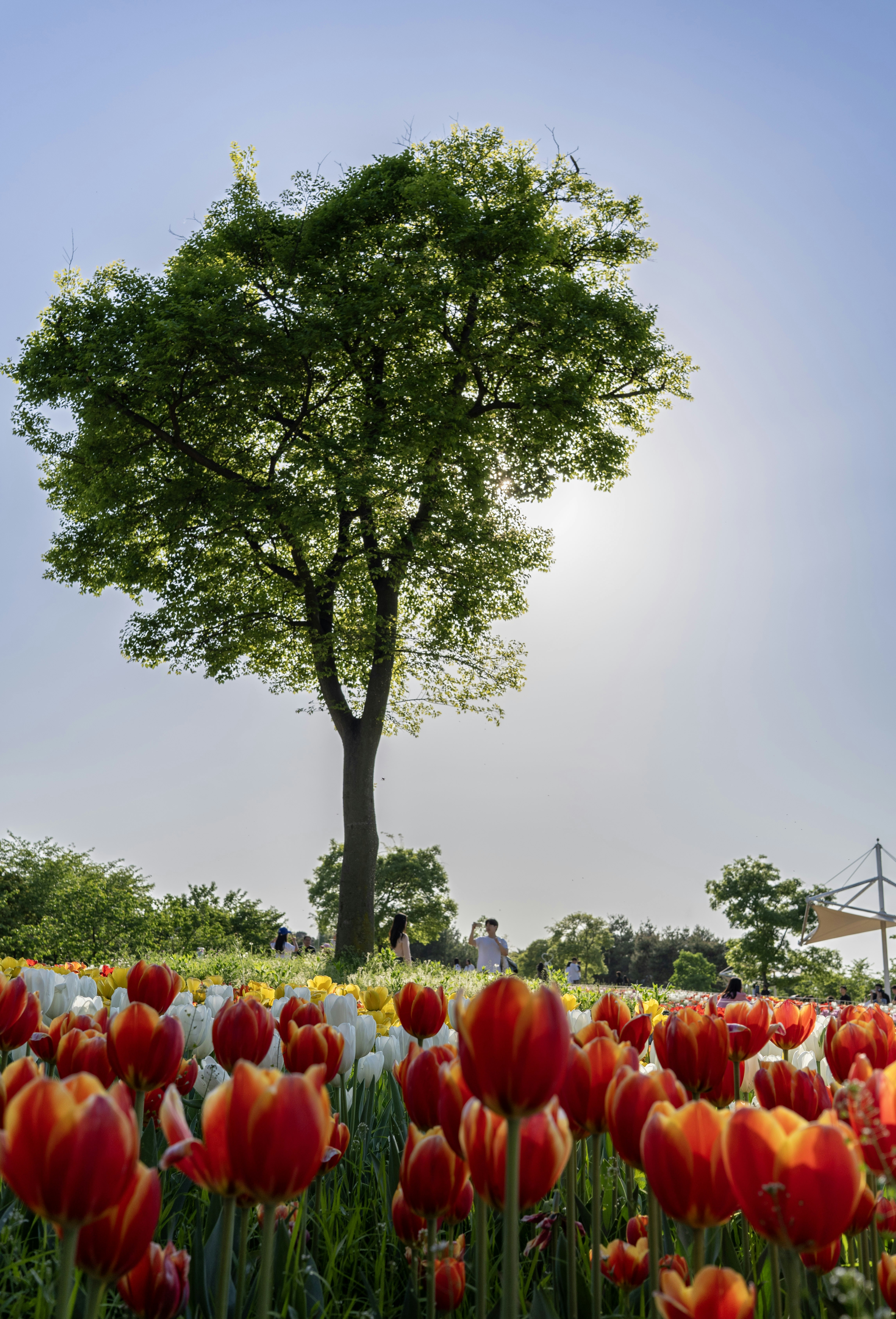 Field of red and yellow tulips beneath a large tree
