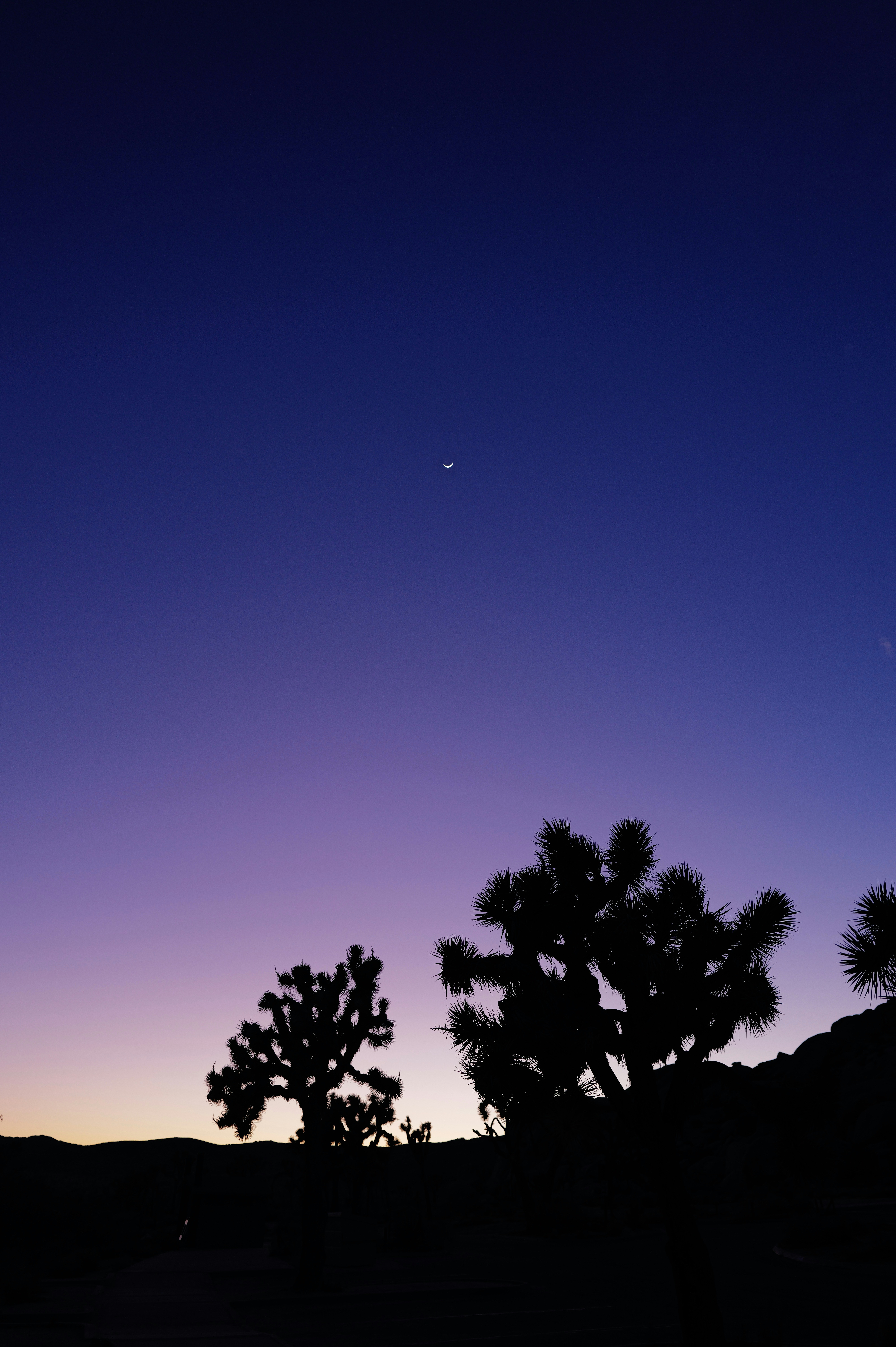 Twilight silhouettes: Joshua trees beneath a crescent moon