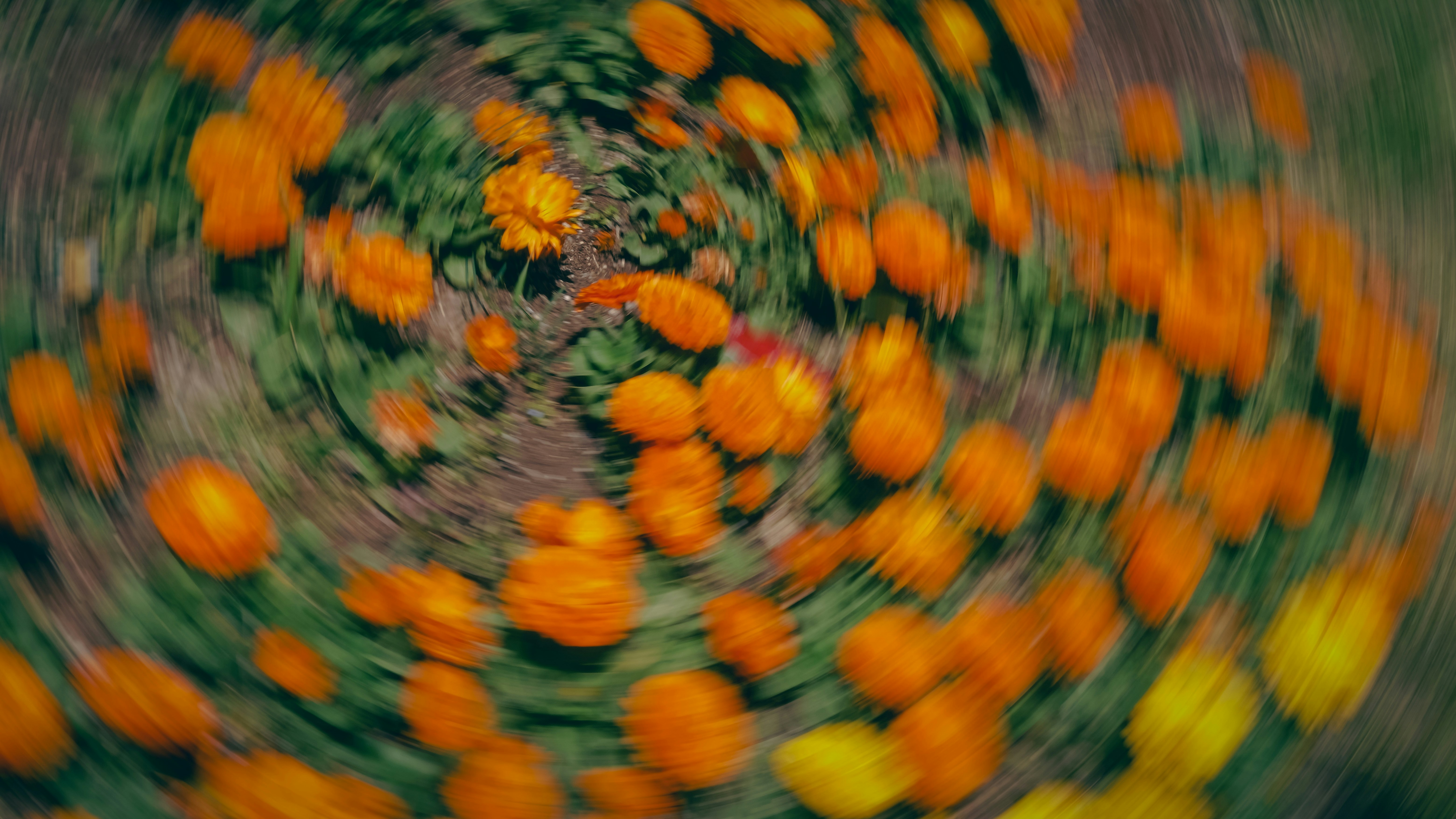 Swirling orange flowers in a garden