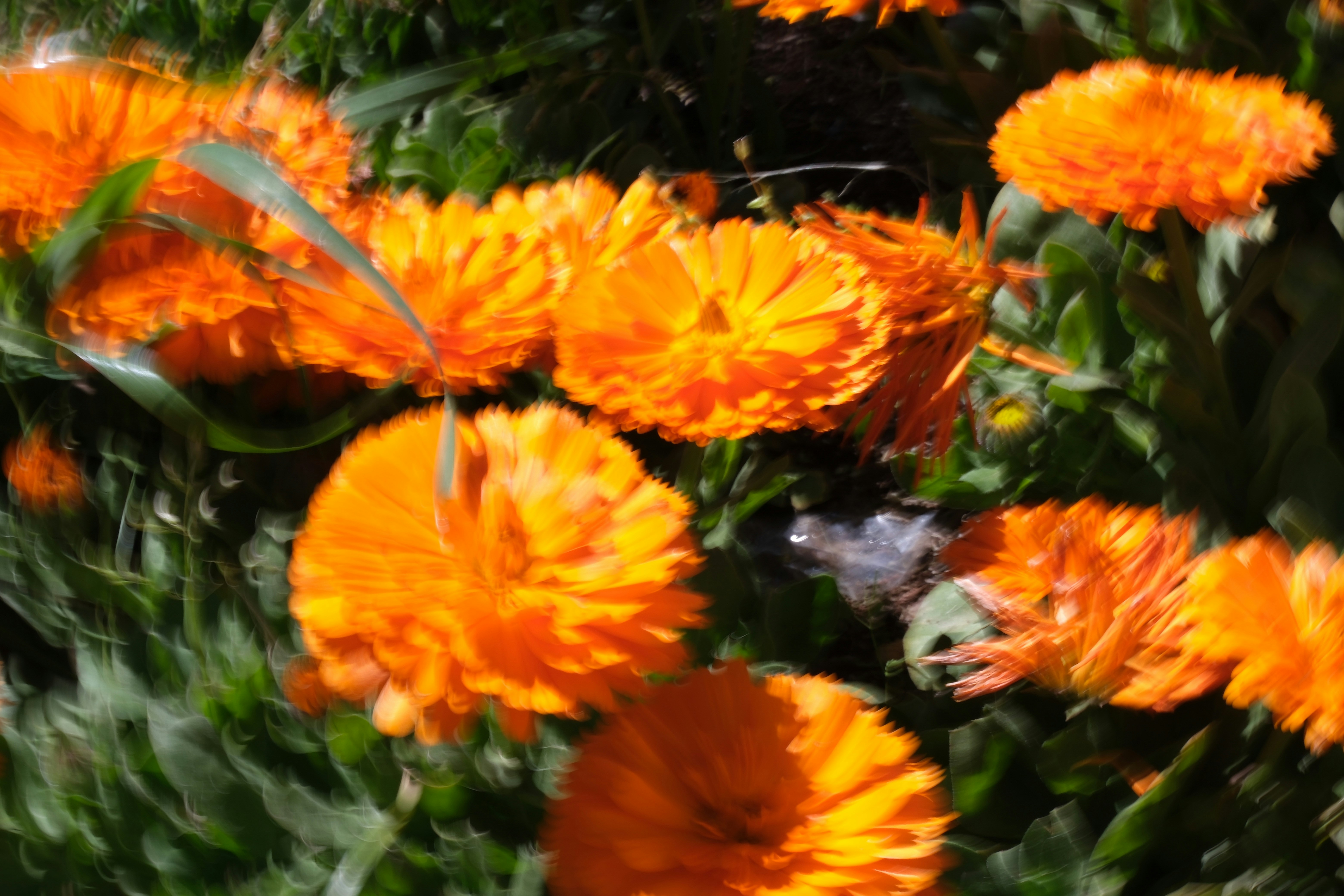 Vibrant orange marigolds fill the frame with lush green foliage in the background, captured in natural light; the composition emphasizes dense clusters and overlapping petals.