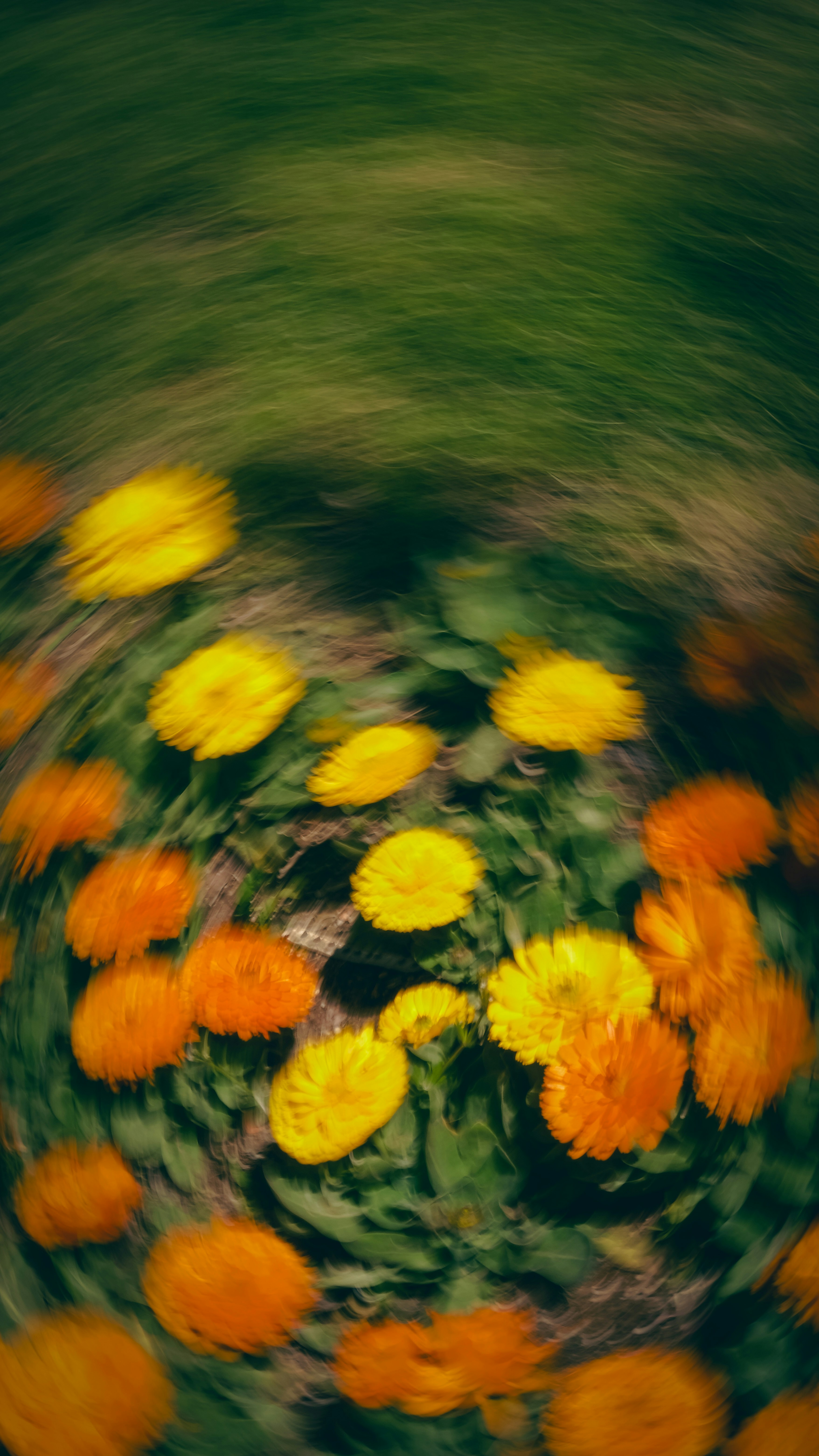 Permuted Garden: A Blurred Burst of Marigold and Zinnia Color