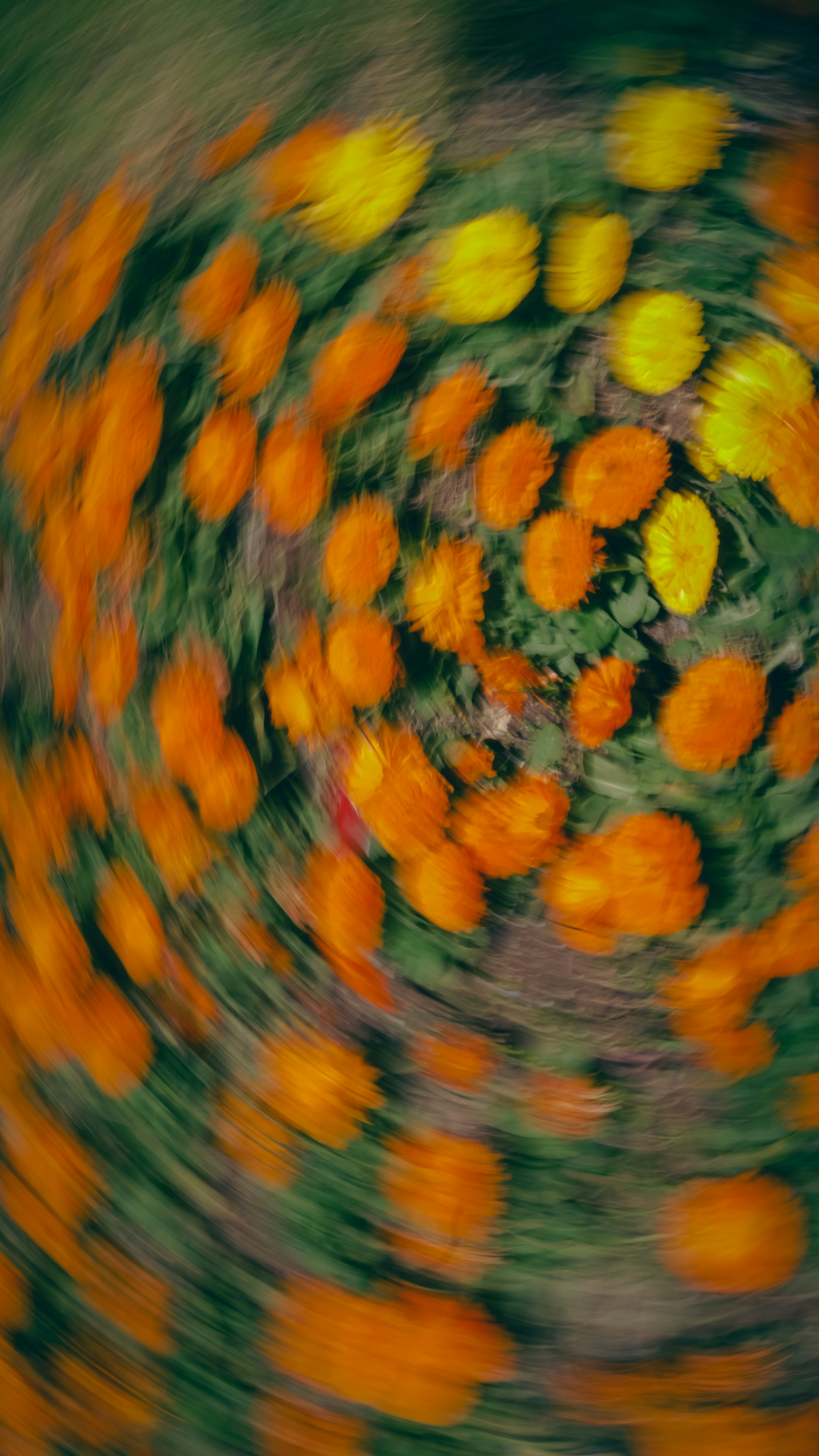 Spiral of Marigolds: Blur that Breathes Color