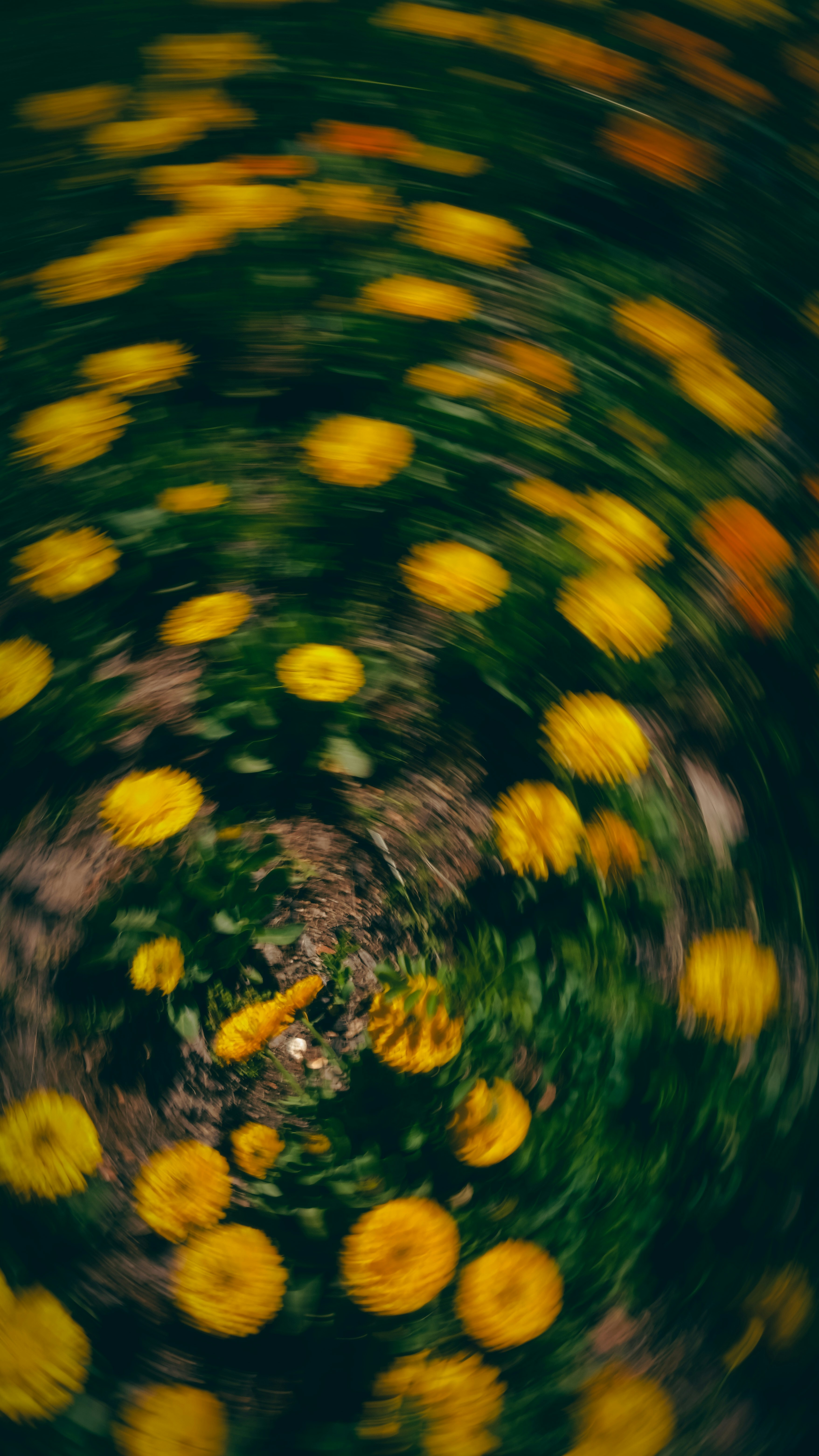 Swirl of Dandelions: a Gust of Yellow in Motion