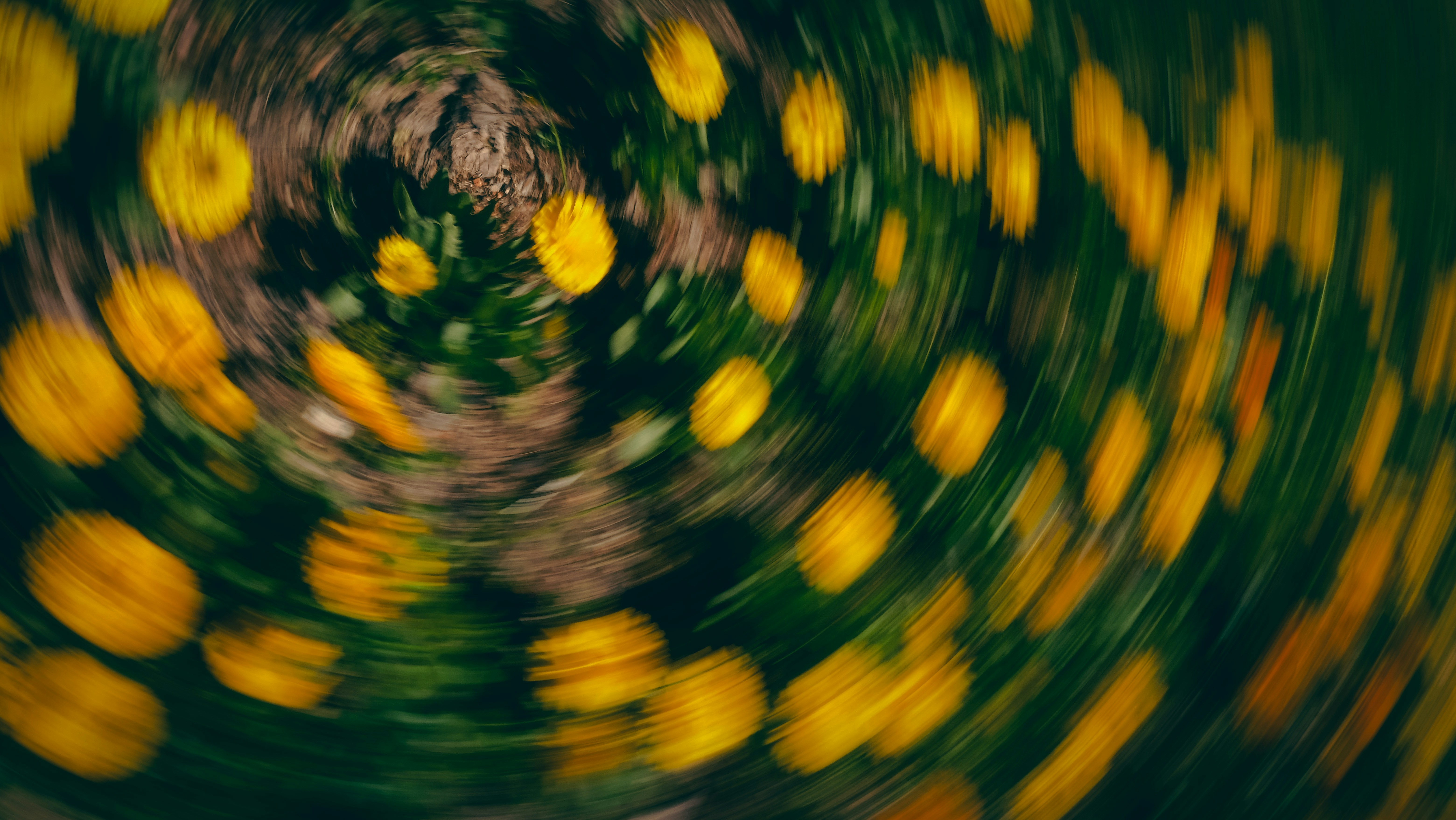 Whirlpool of Yellow Blossoms