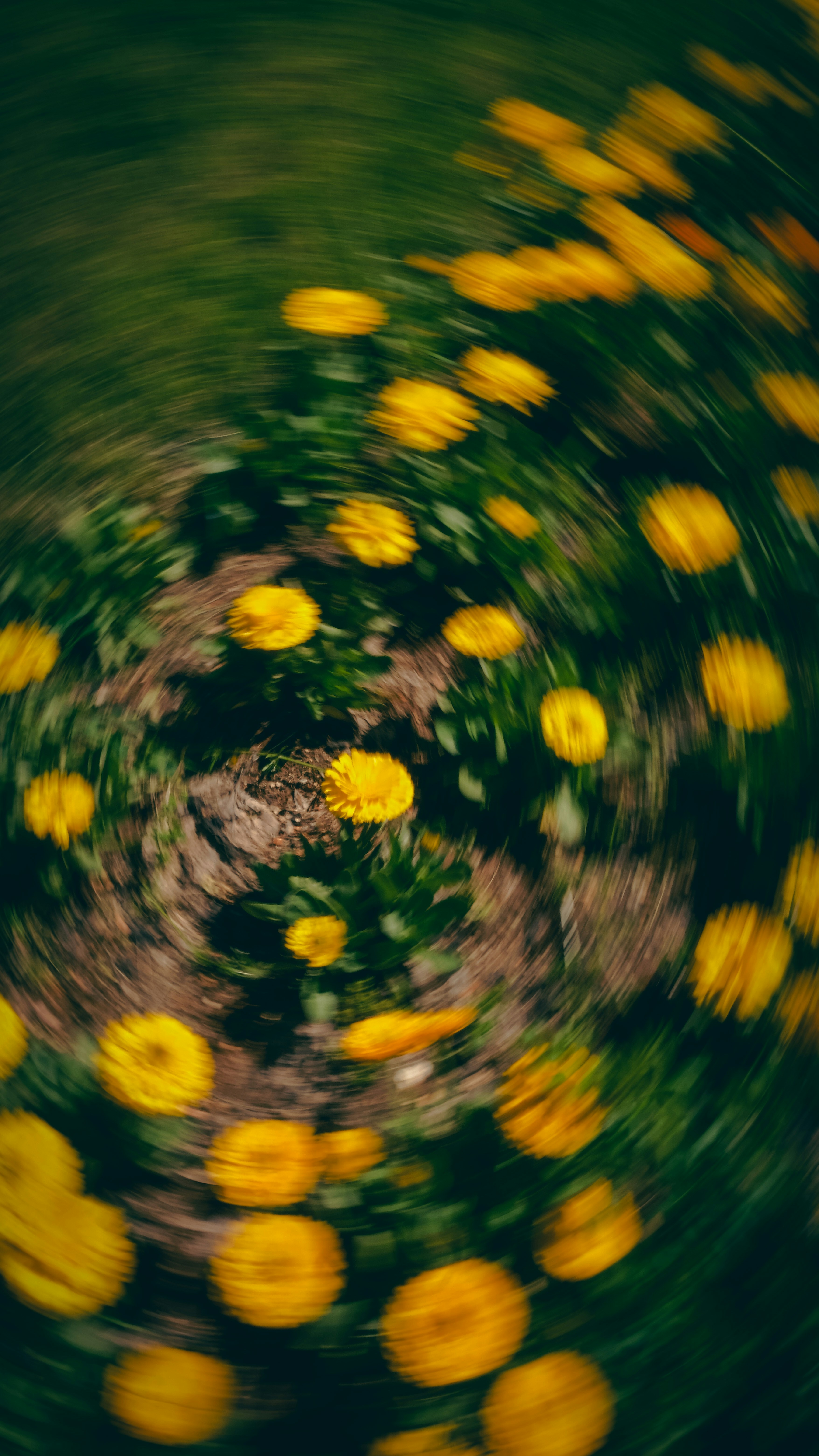 Dizzy Petal Field: Yellow Blooms in a Swirl