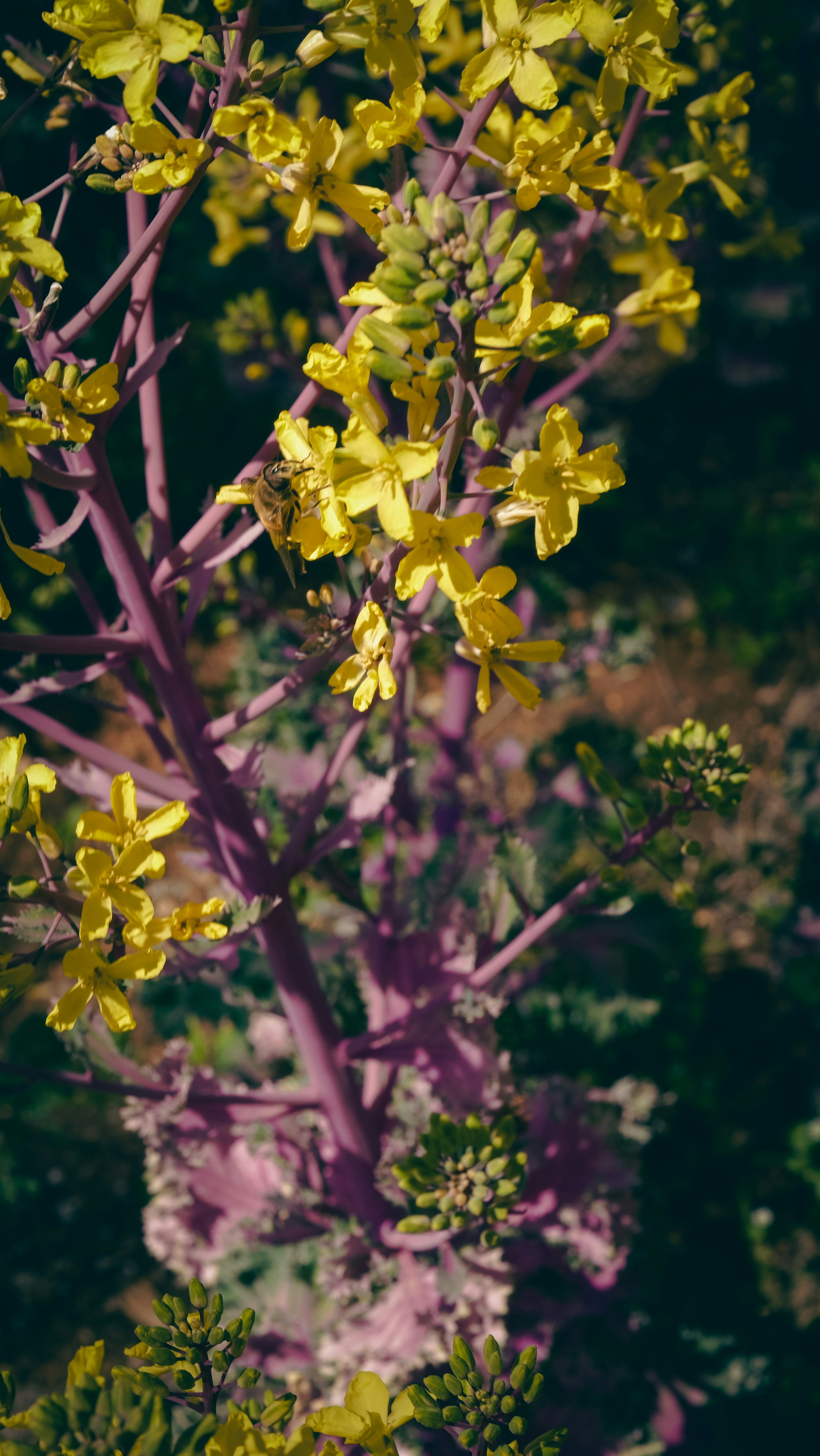 Golden blossoms on a purple-branch shrub reaching toward the sun