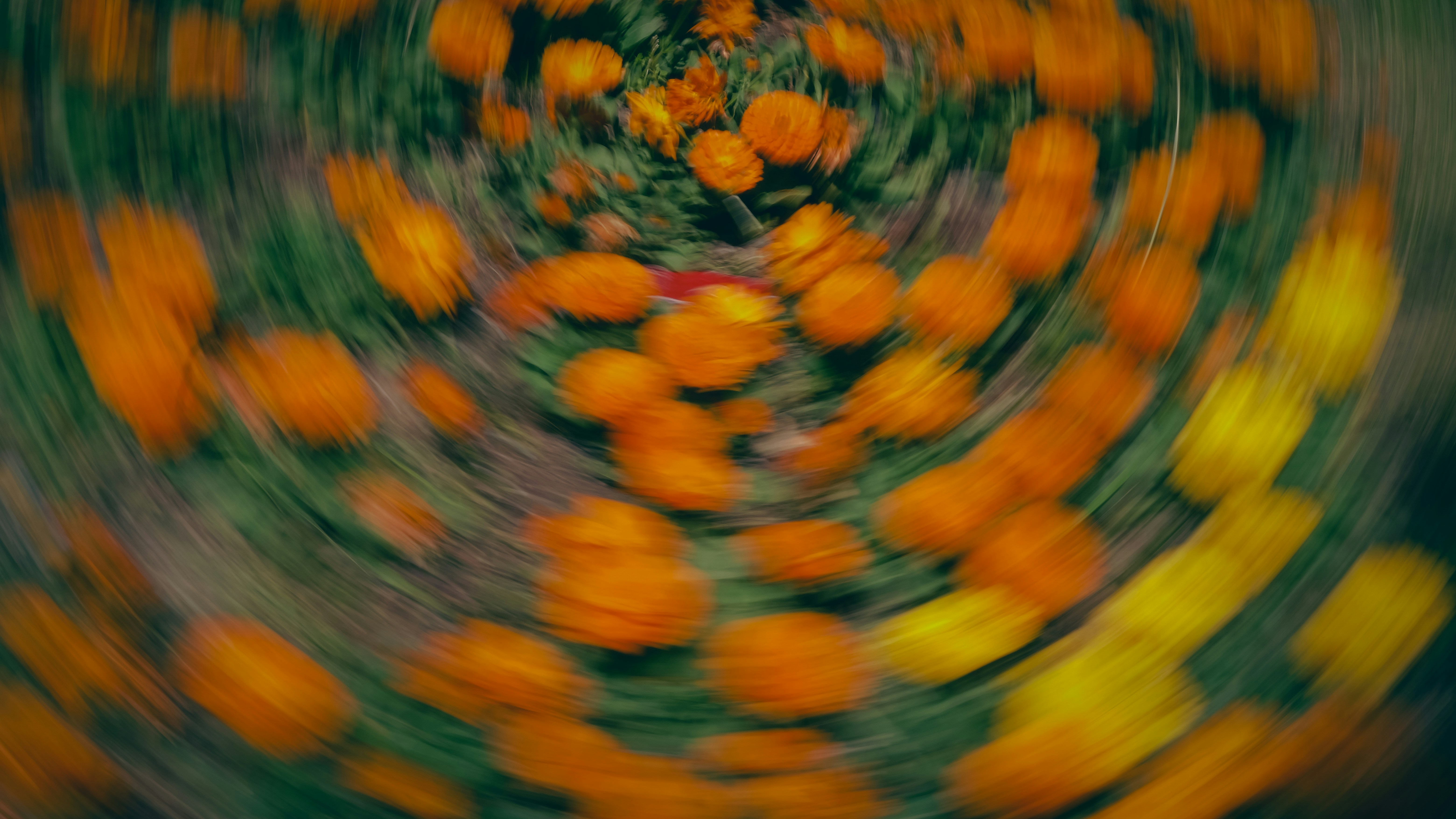 Blurred Petal Whirlpool: a Burst of Orange in a Circular Floral Spin