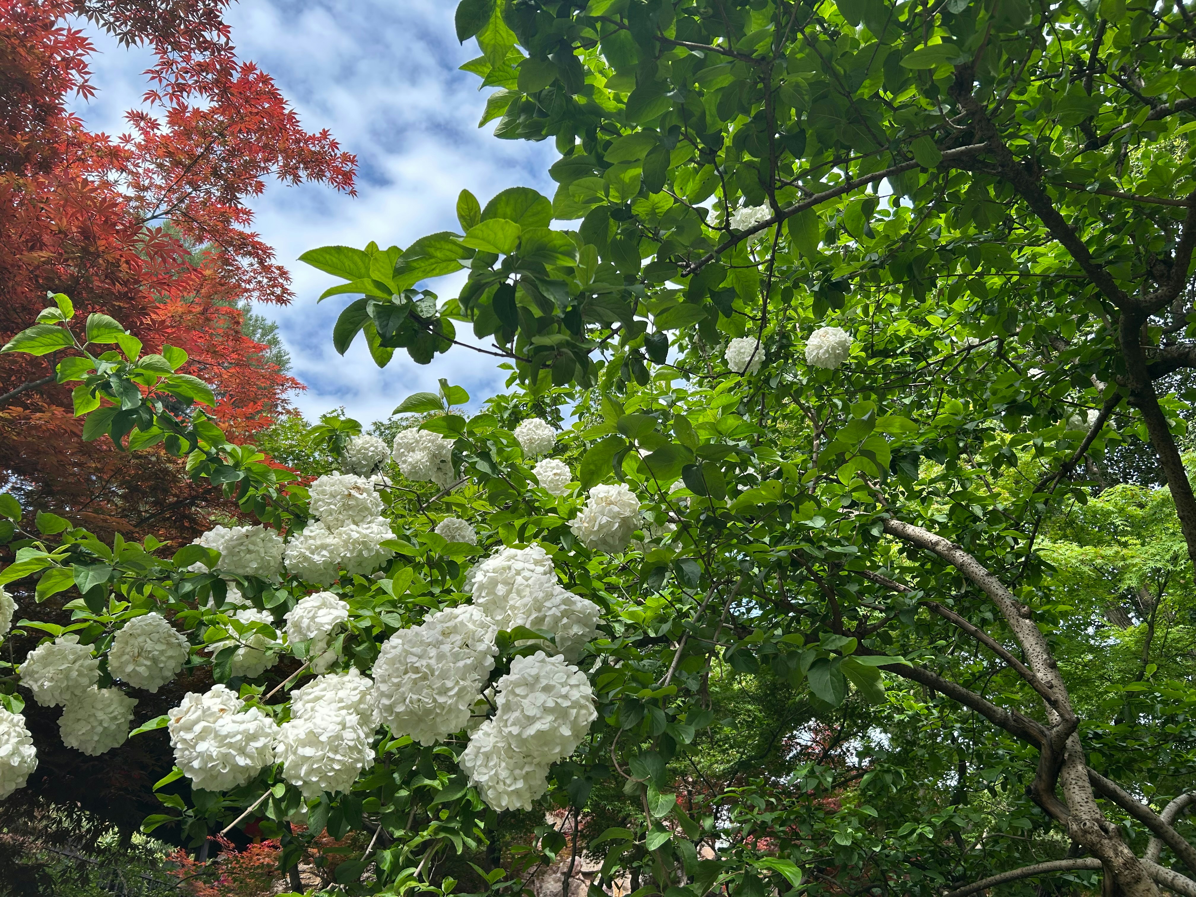 Emerald Canopy with White Hydrangea Bloom in Dappled Light