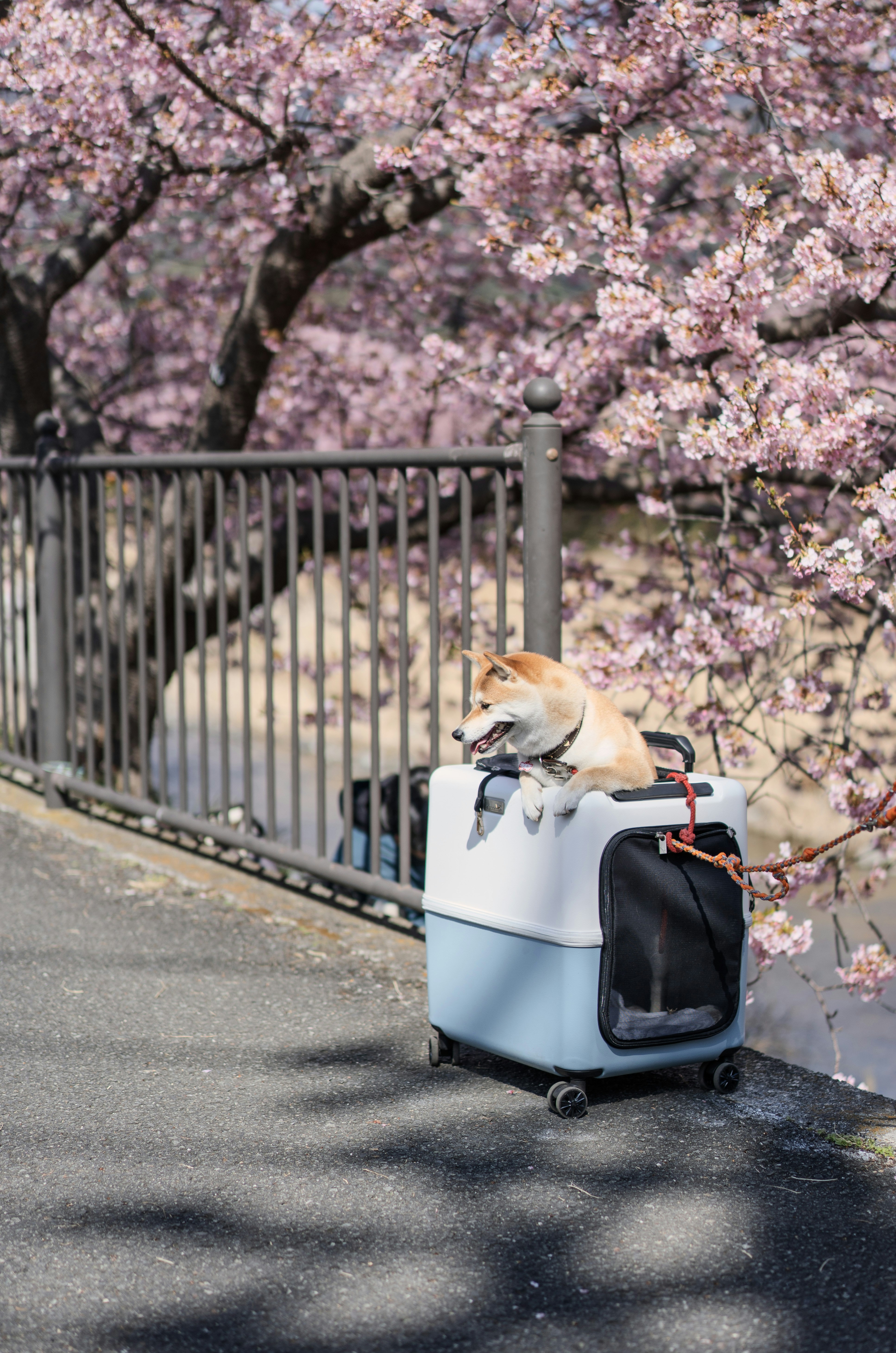 Traveler Pup in the Cherry Blossom Crossing