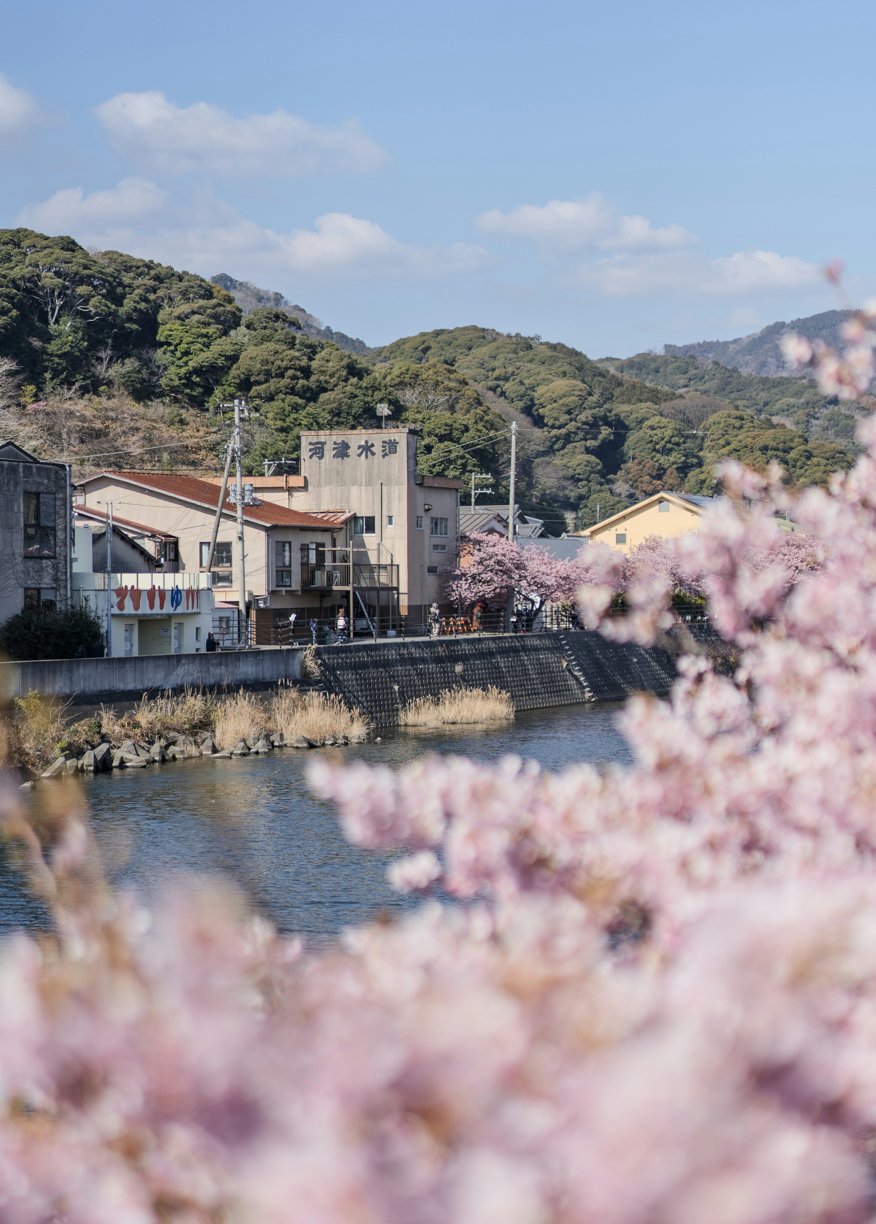 Blossoms by the Canal: Quiet Town and Hilltop Pines