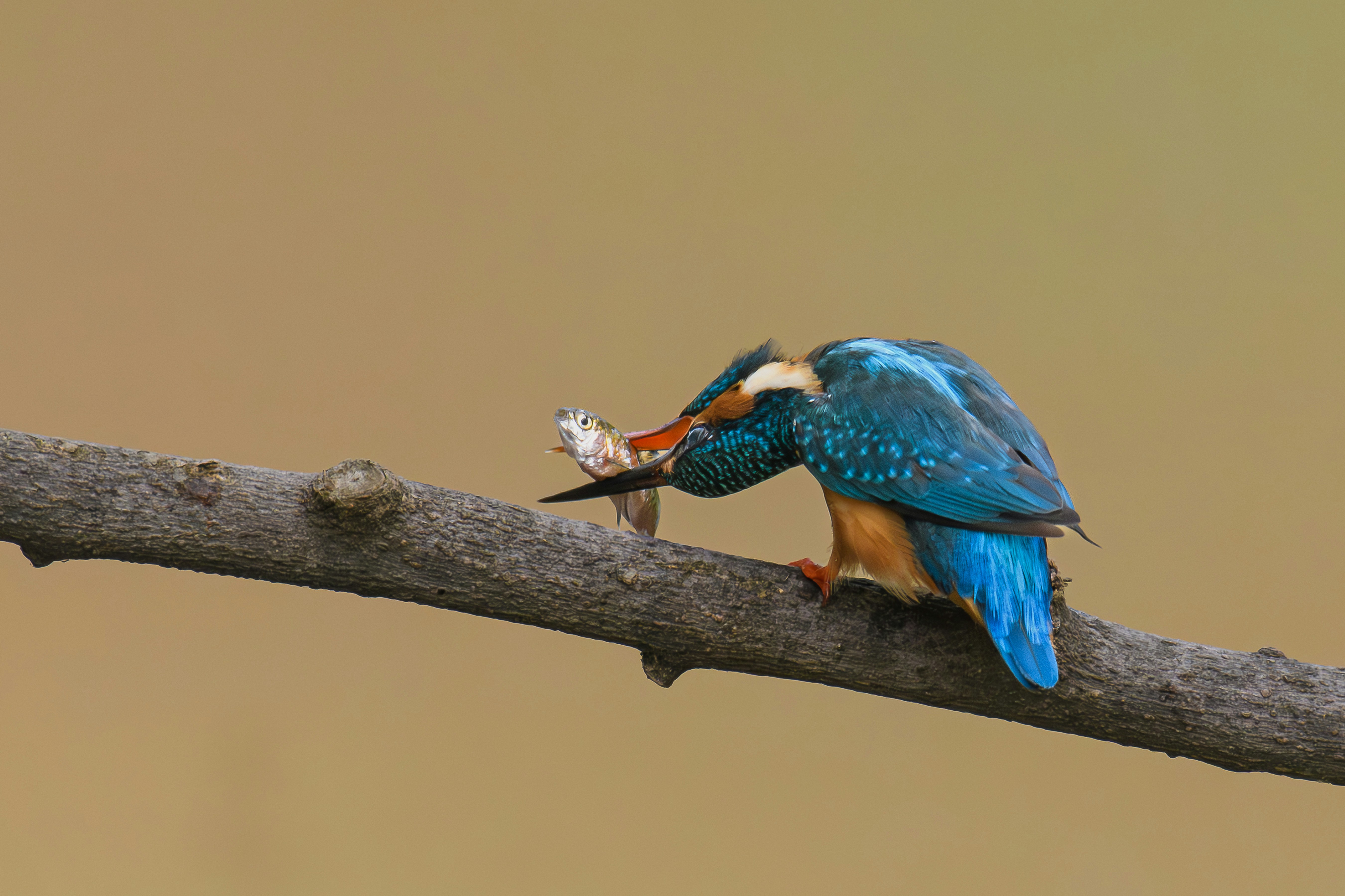 Blue Kingfisher Grasping Prey on a Weathered Branch