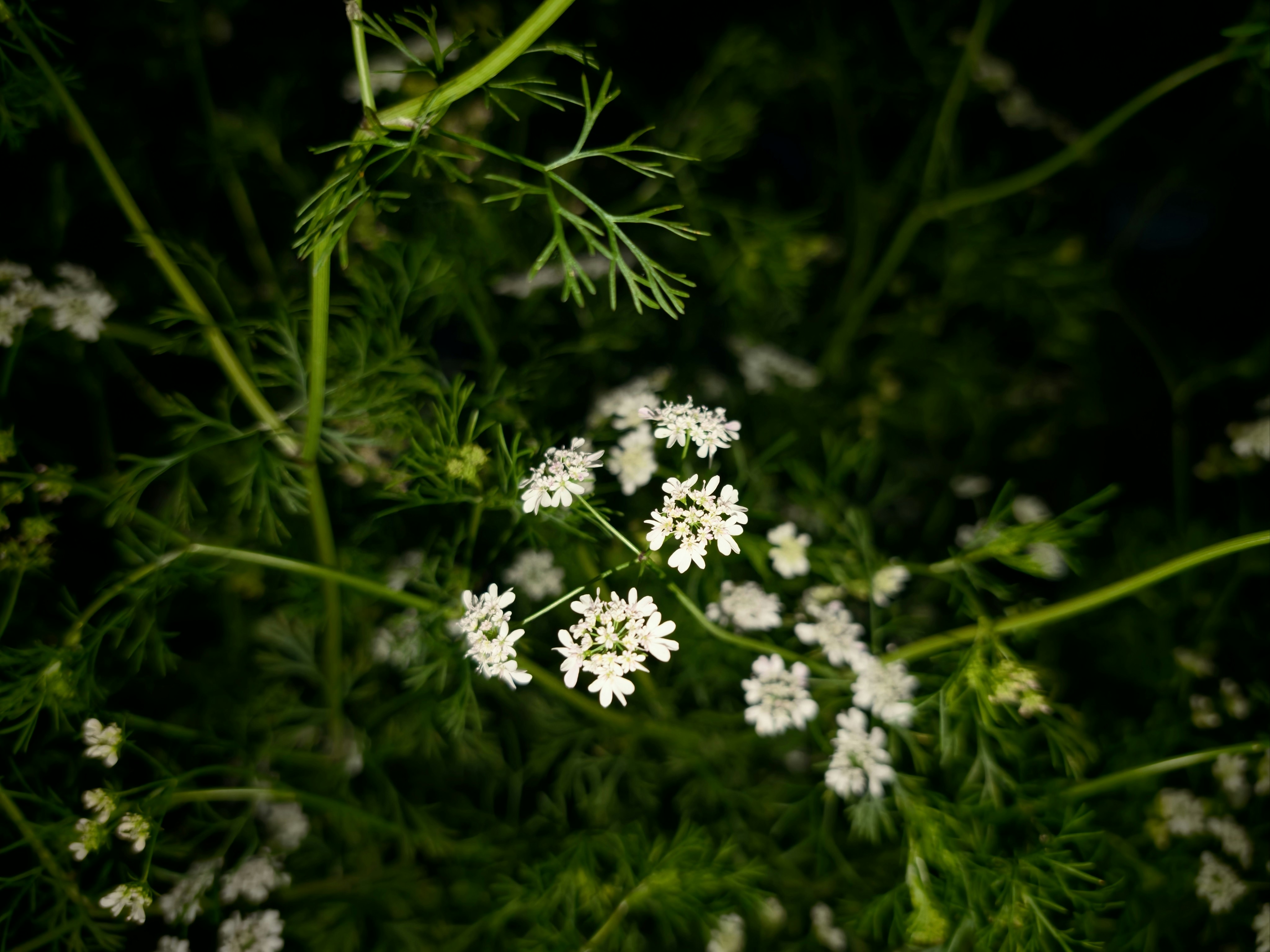 Soft white blossoms in a moonlit herb garden