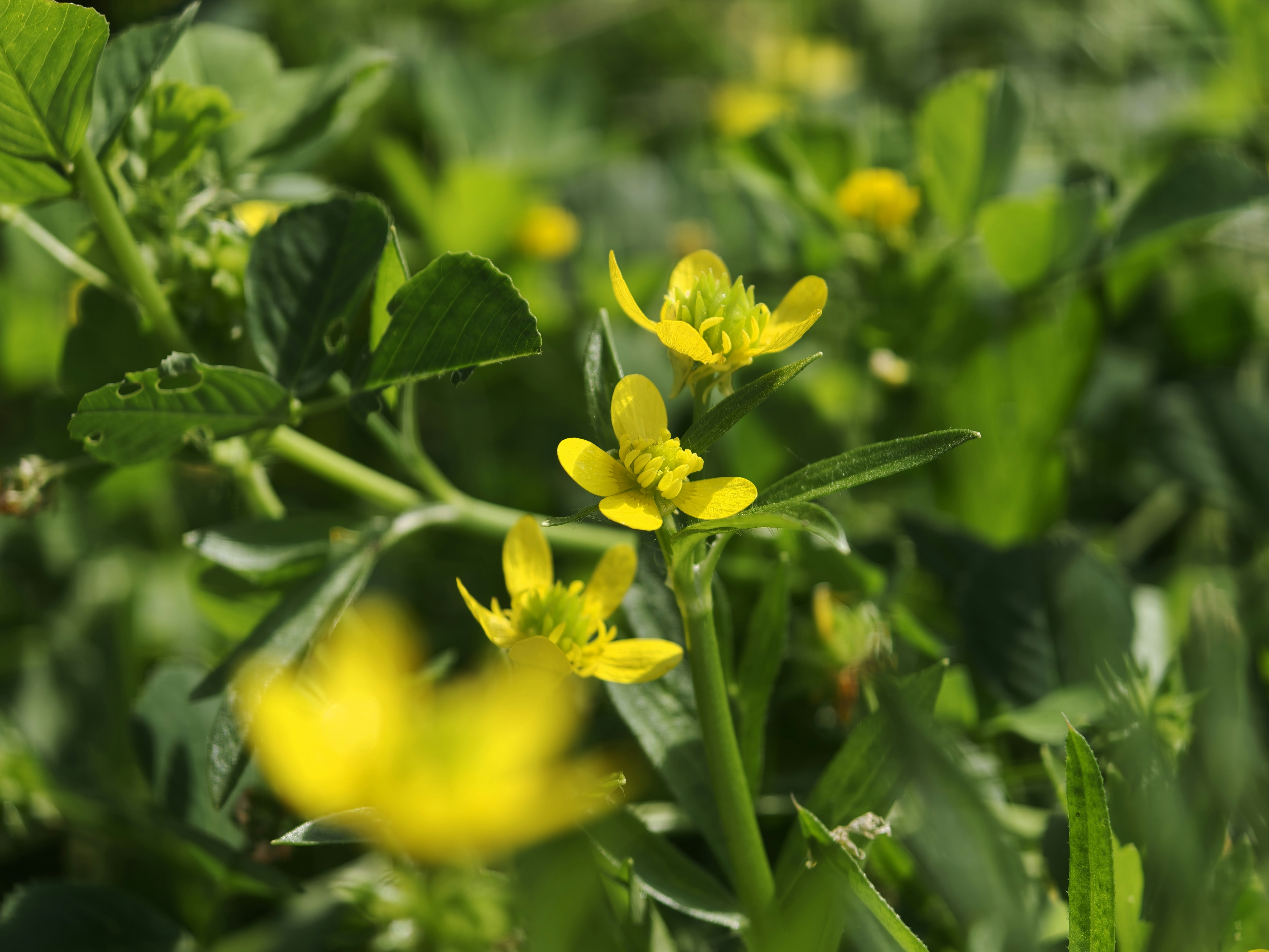 Close-up of vibrant yellow flowers with green leaves, forming a natural macro scene.