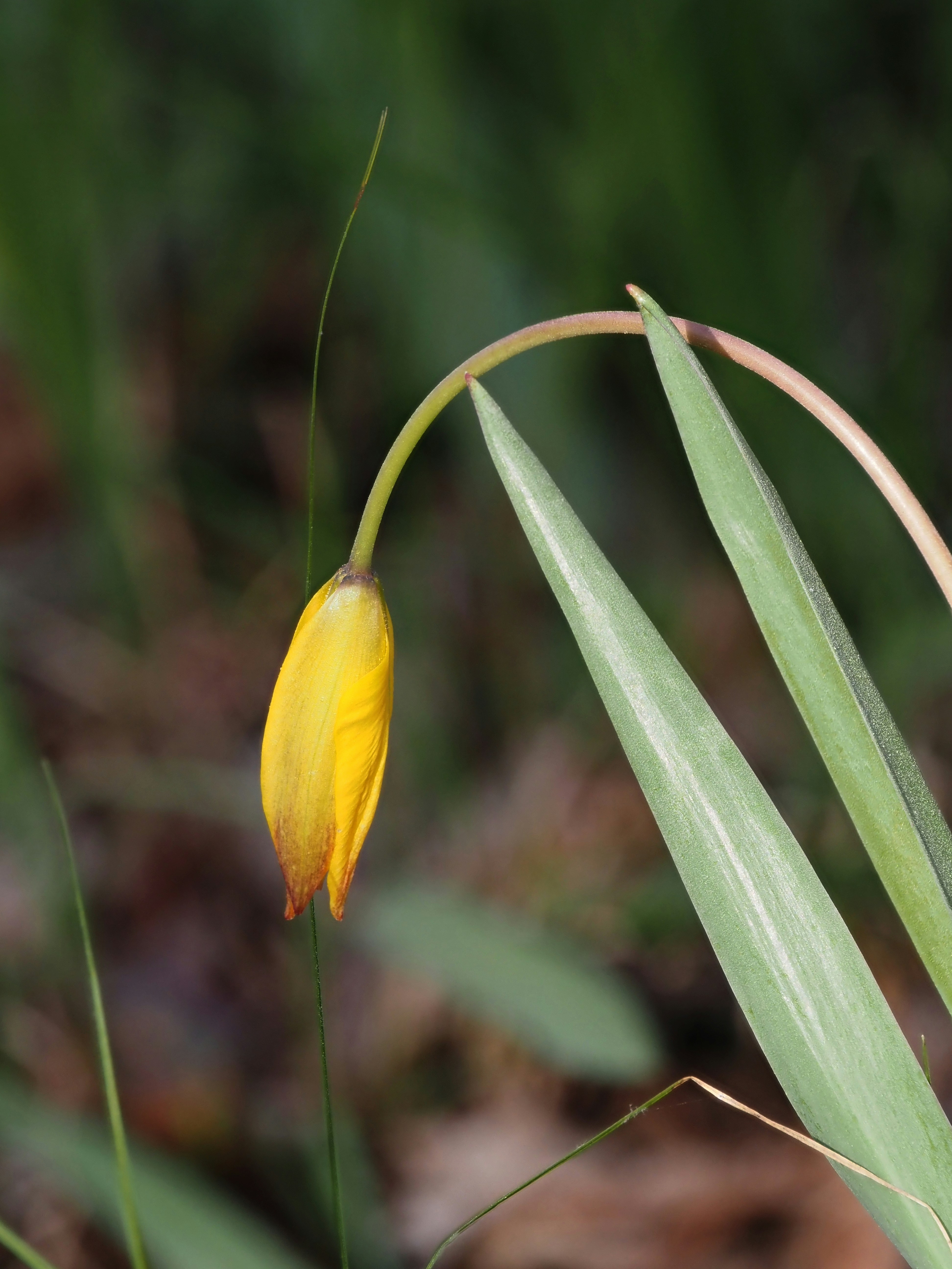 Yellow Bud at the Edge of the Green Arc