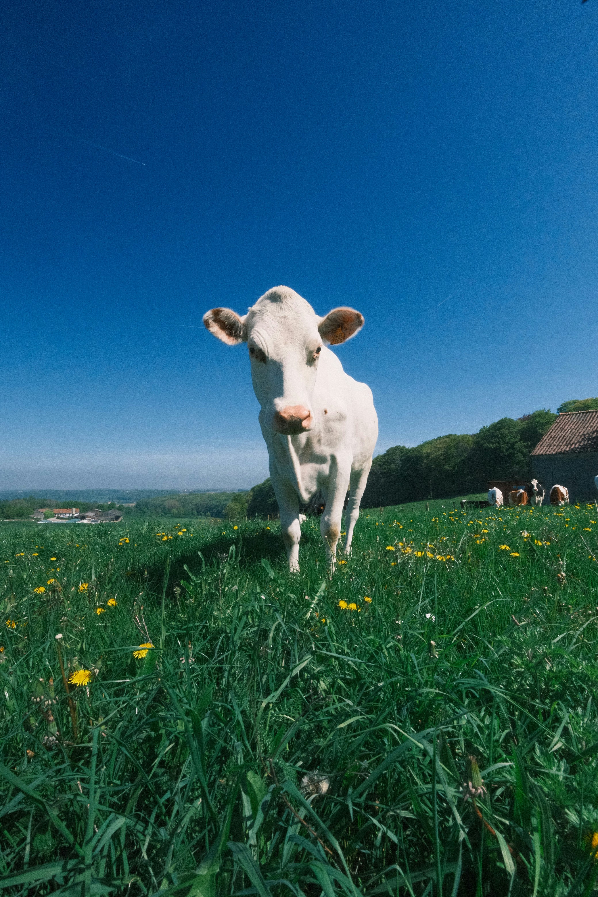 Curious White Cow in a Sunlit Meadow