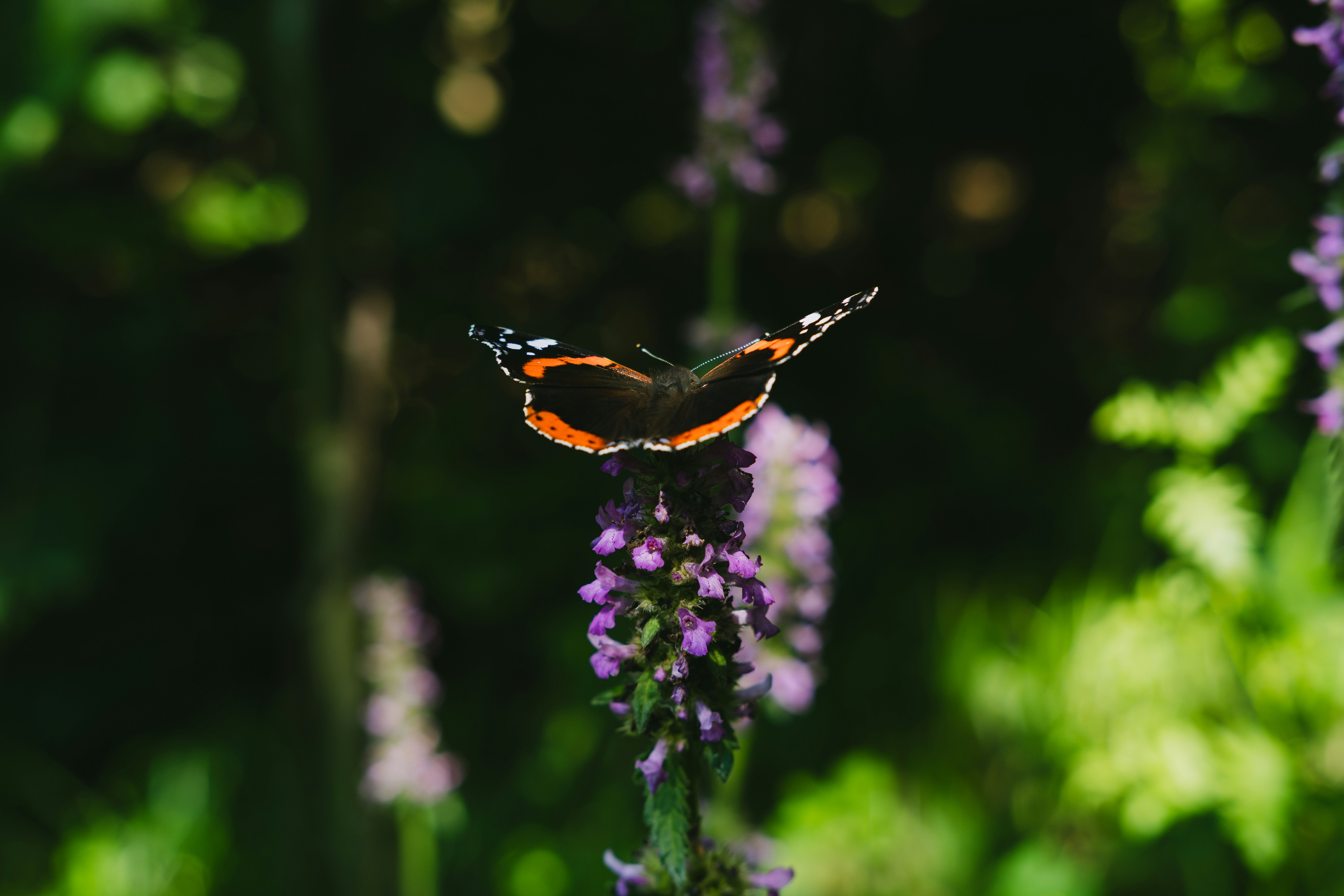 Crimson Wing on Lavender Spire