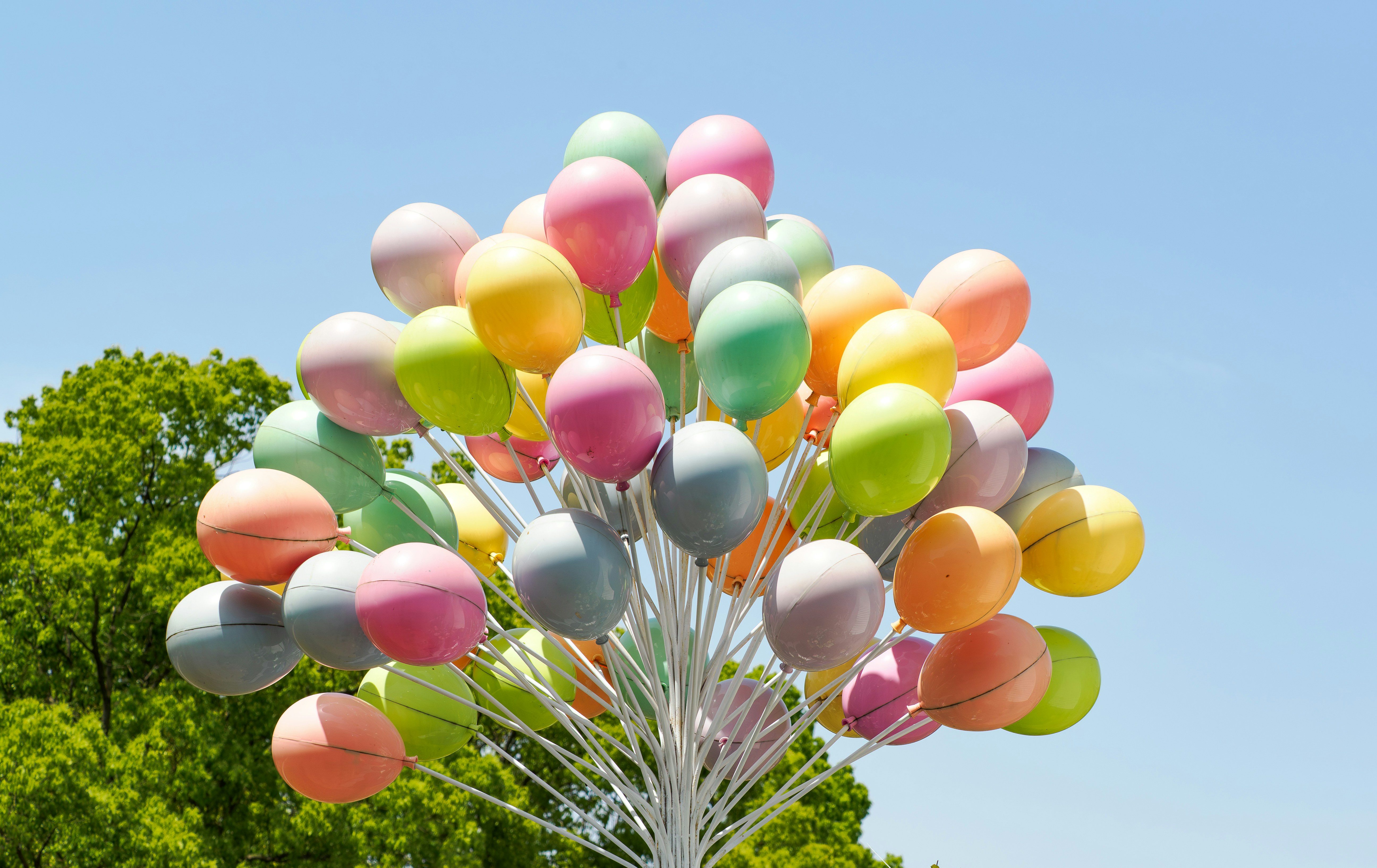 A Skyward Burst of Color: Balloon Ballet Above the Trees