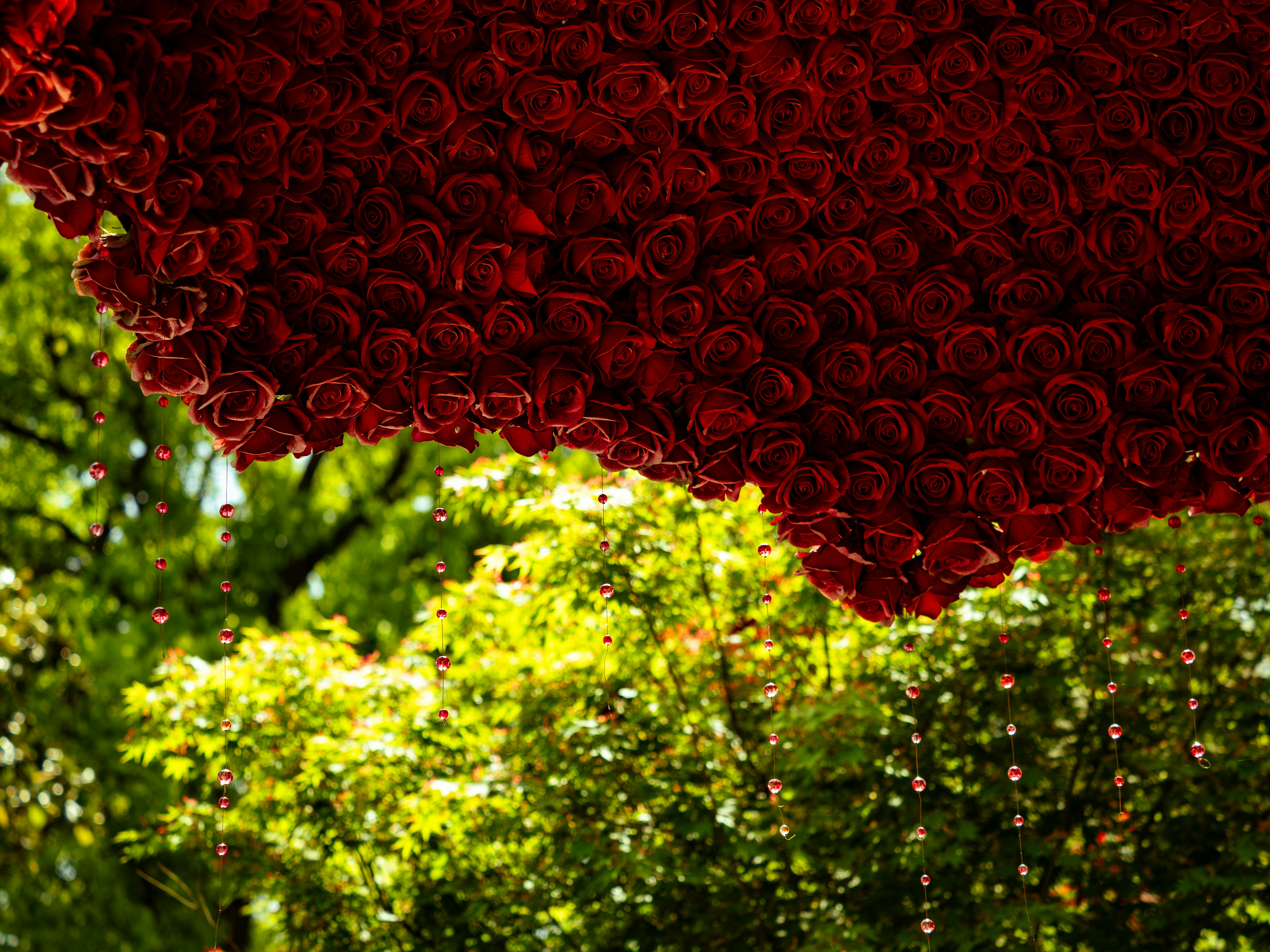 A Rooftop of Red Roses Over a Golden Canopy