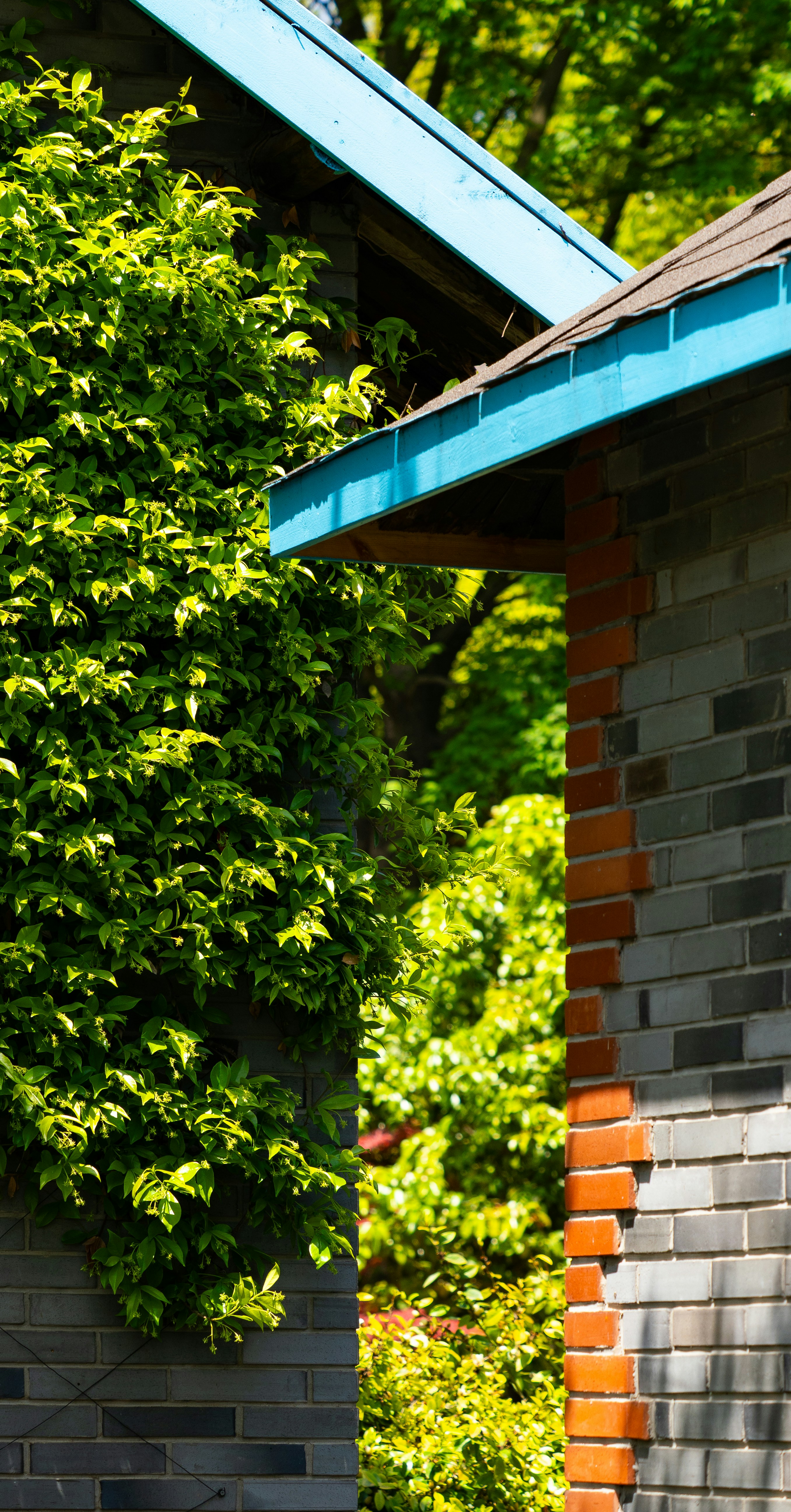 Sunlit Brick Nook: A Glimpse of Vivid Blue Roofs and Lush Greenery